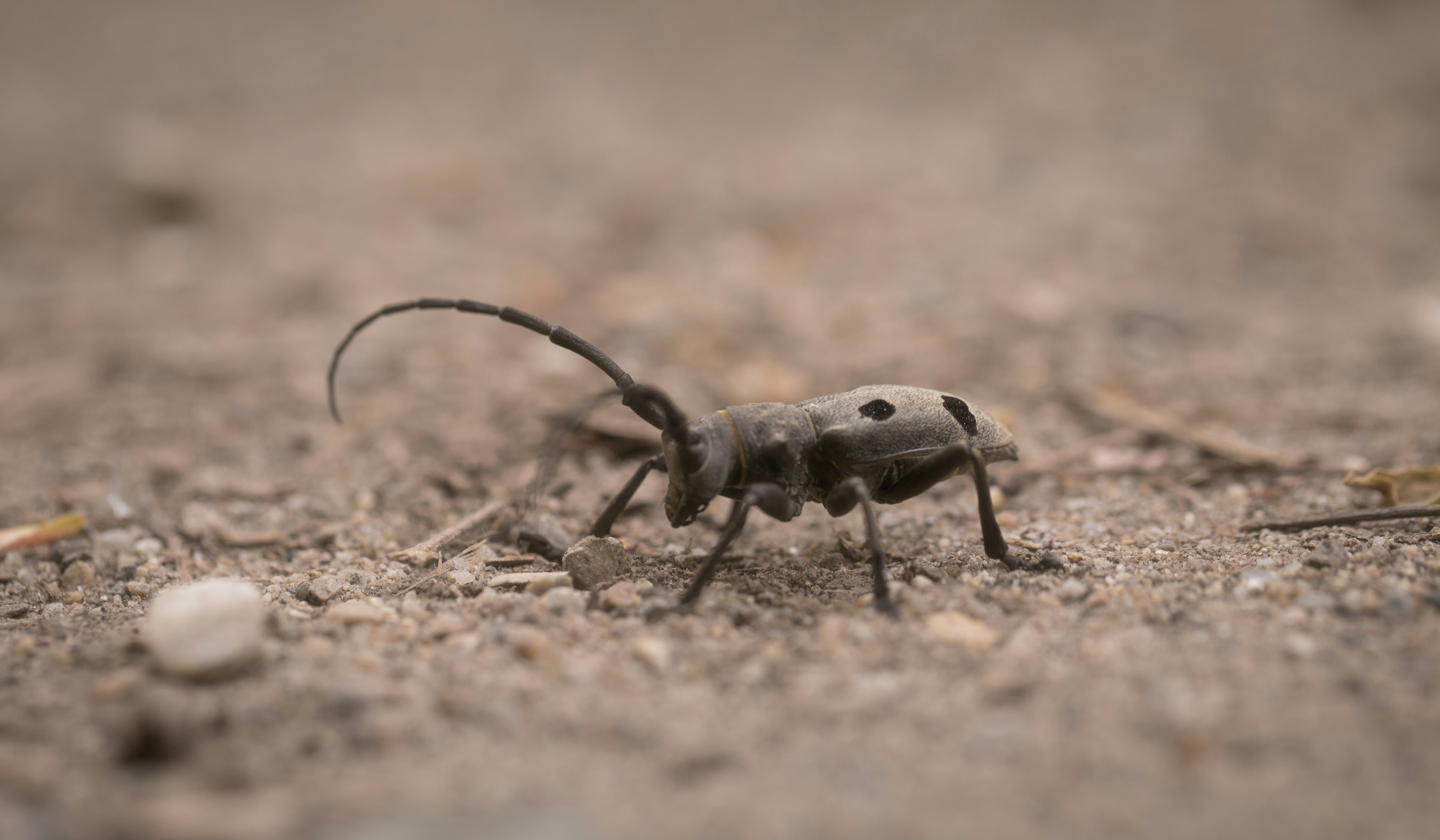A bug crawling on the ground in the sand photo – Free Bug Image on Unsplash