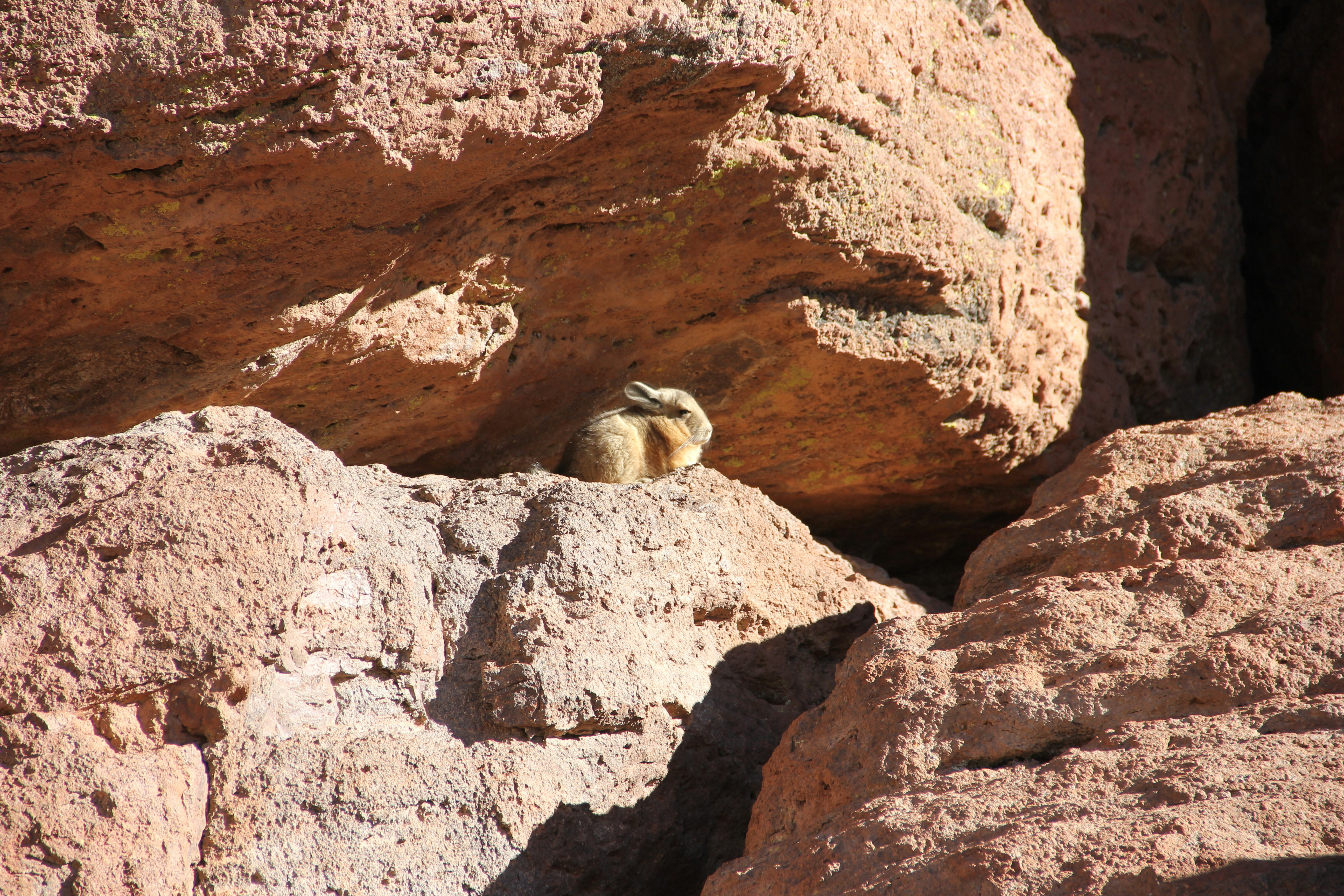 a small bird is sitting on a rock