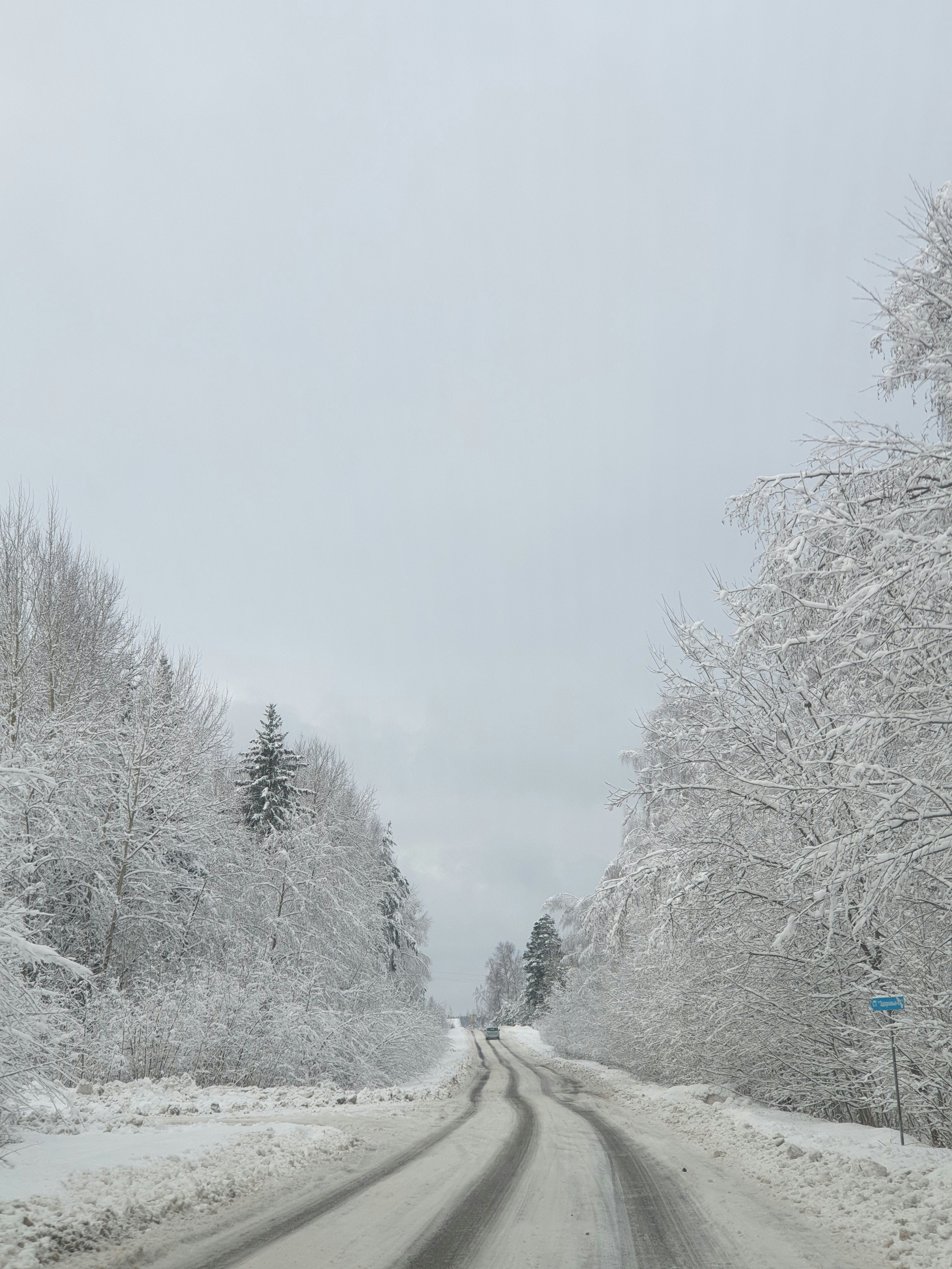 Vanishing Point on a Snow-Covered Road Through Frosted Pines
