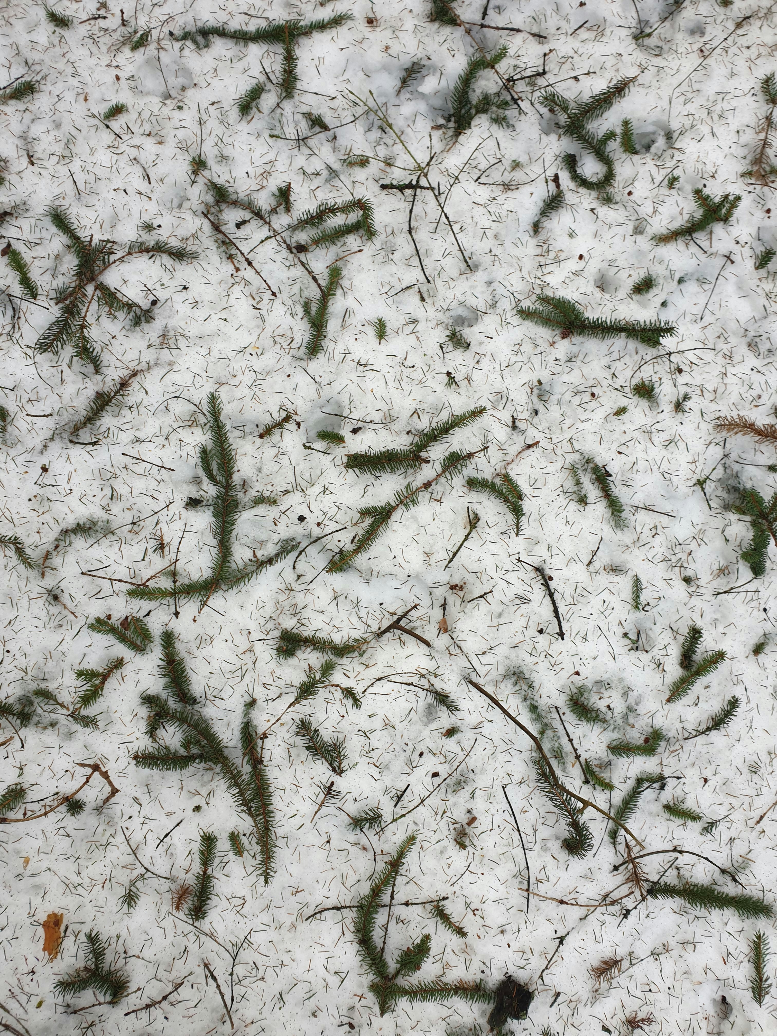Emerald Fragments on White: a Snowy Pine Needle Mosaic