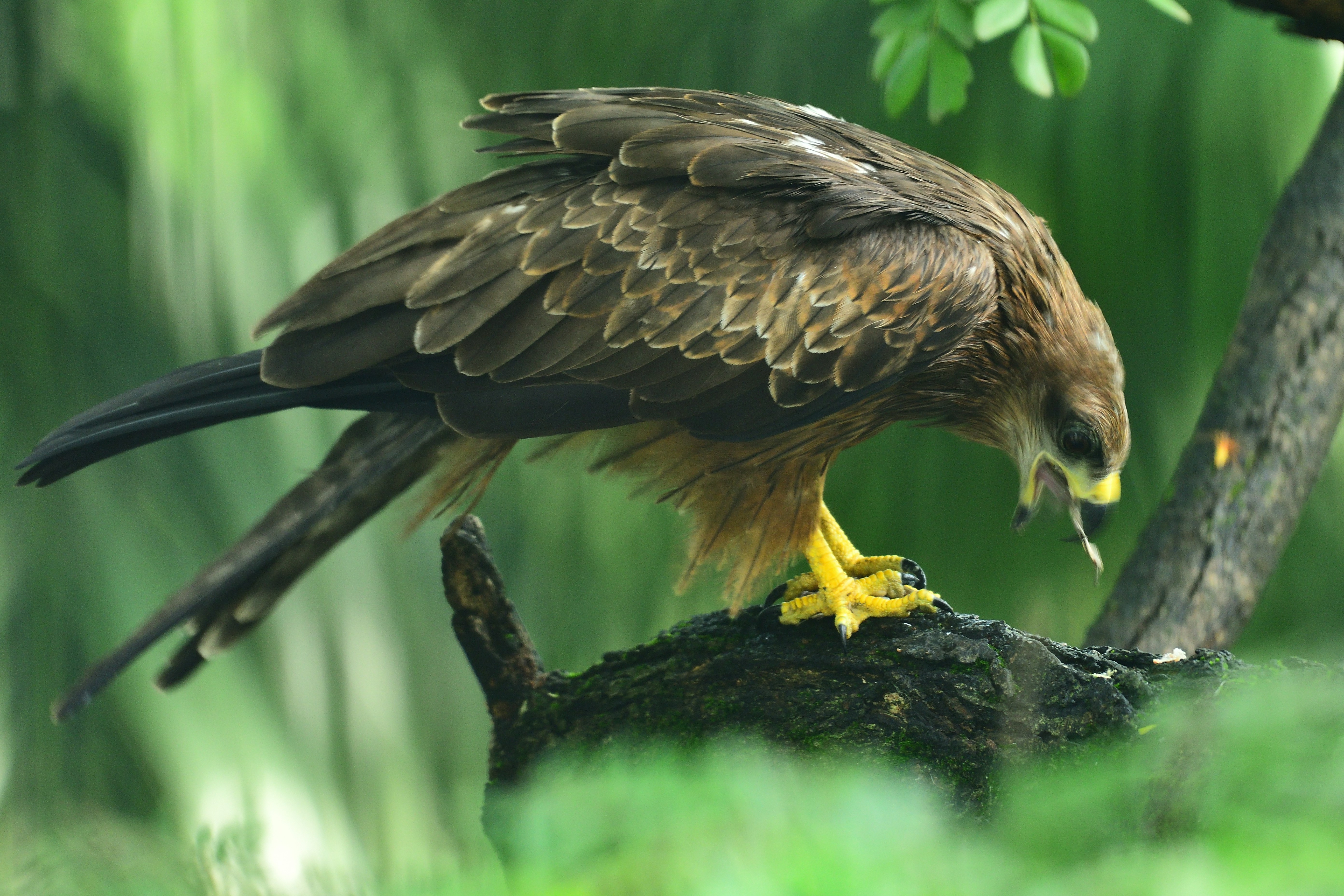 A hawk poised on a moss-covered branch, intently observing its surroundings. The lush greenery in the background enhances the scene's natural ambiance.