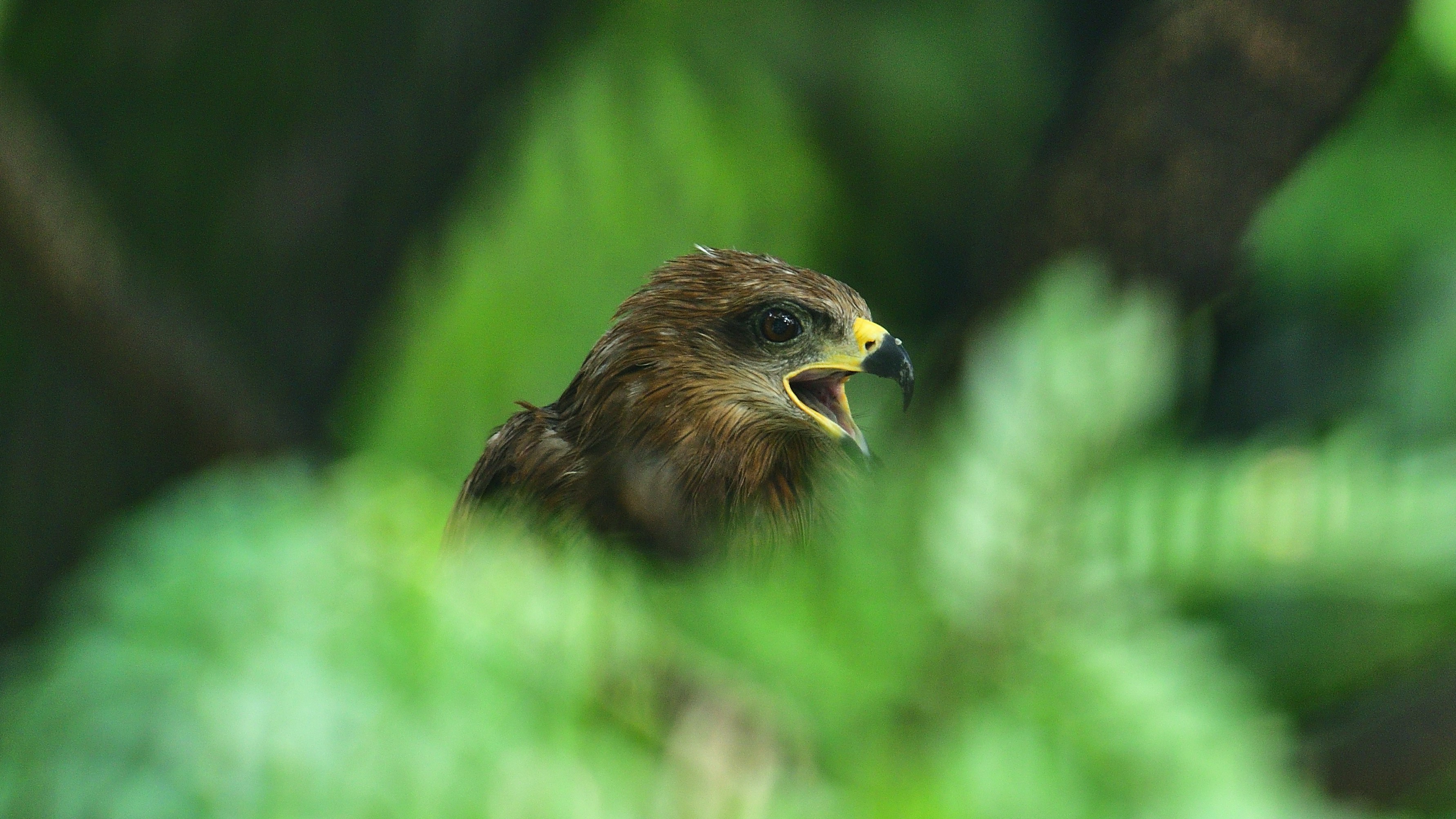 A hawk vocalizing amidst lush green foliage, showcasing its keen presence in a vibrant ecosystem.