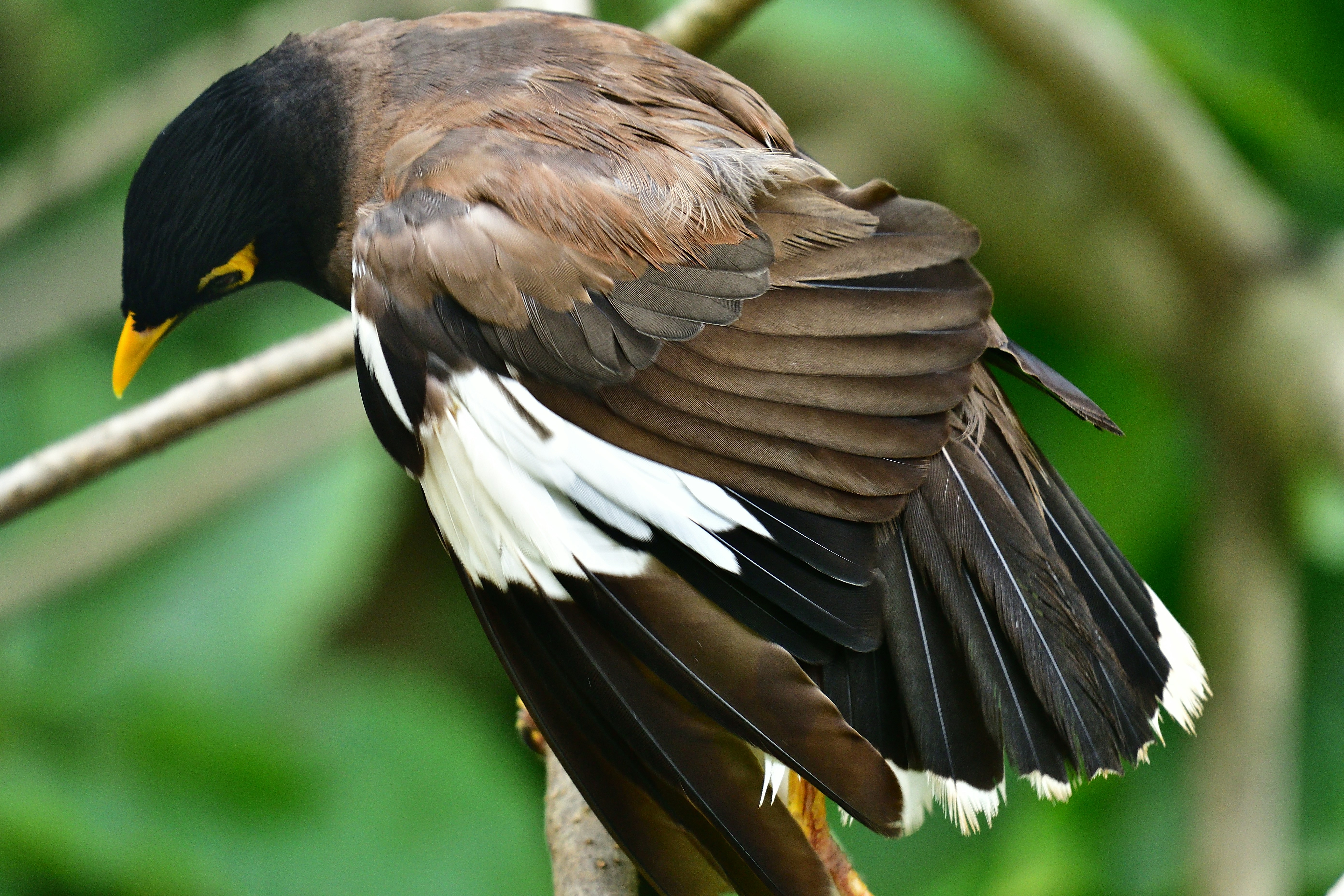 Myna