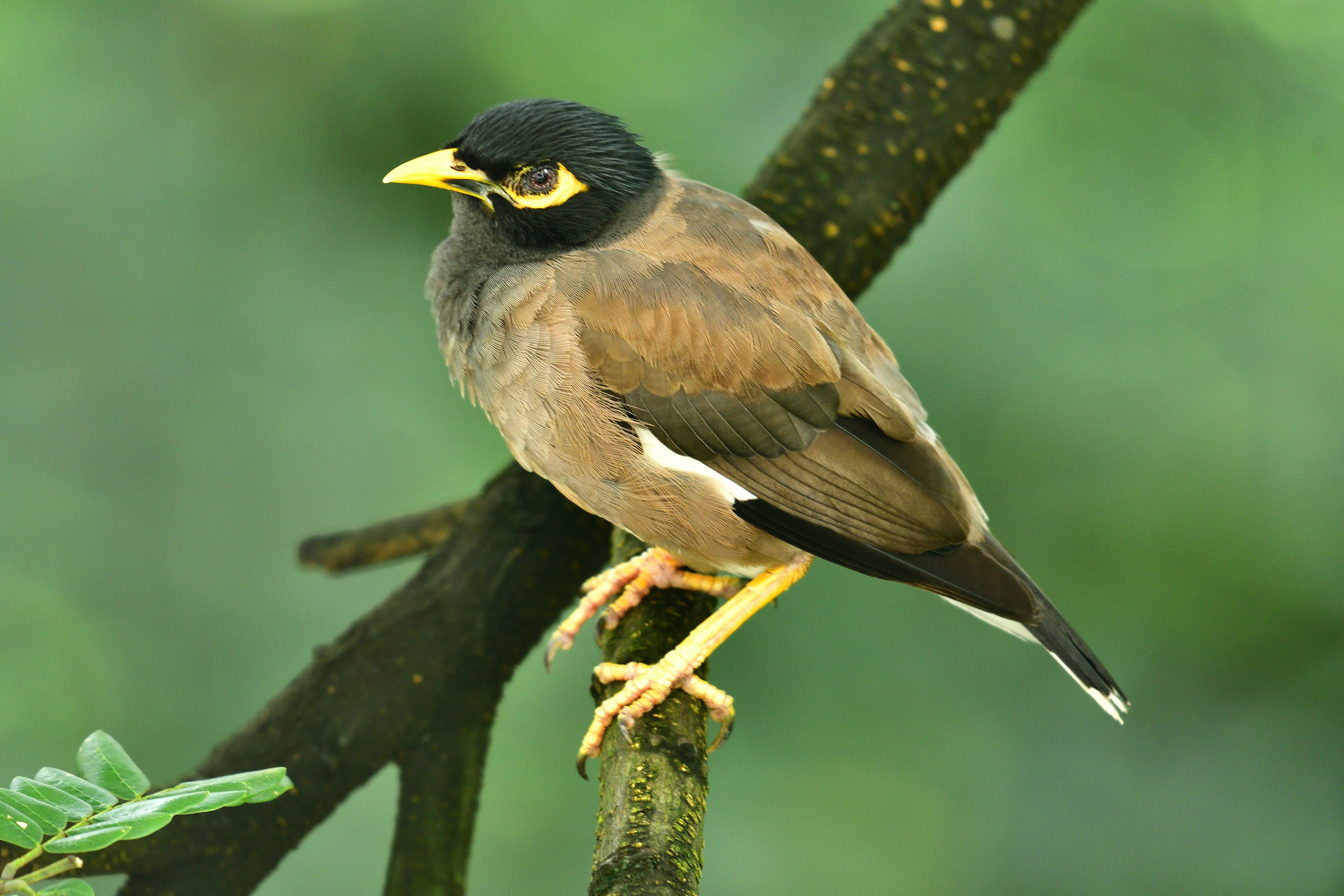 Common Myna Perches on a Mossy Branch in Emerald Light