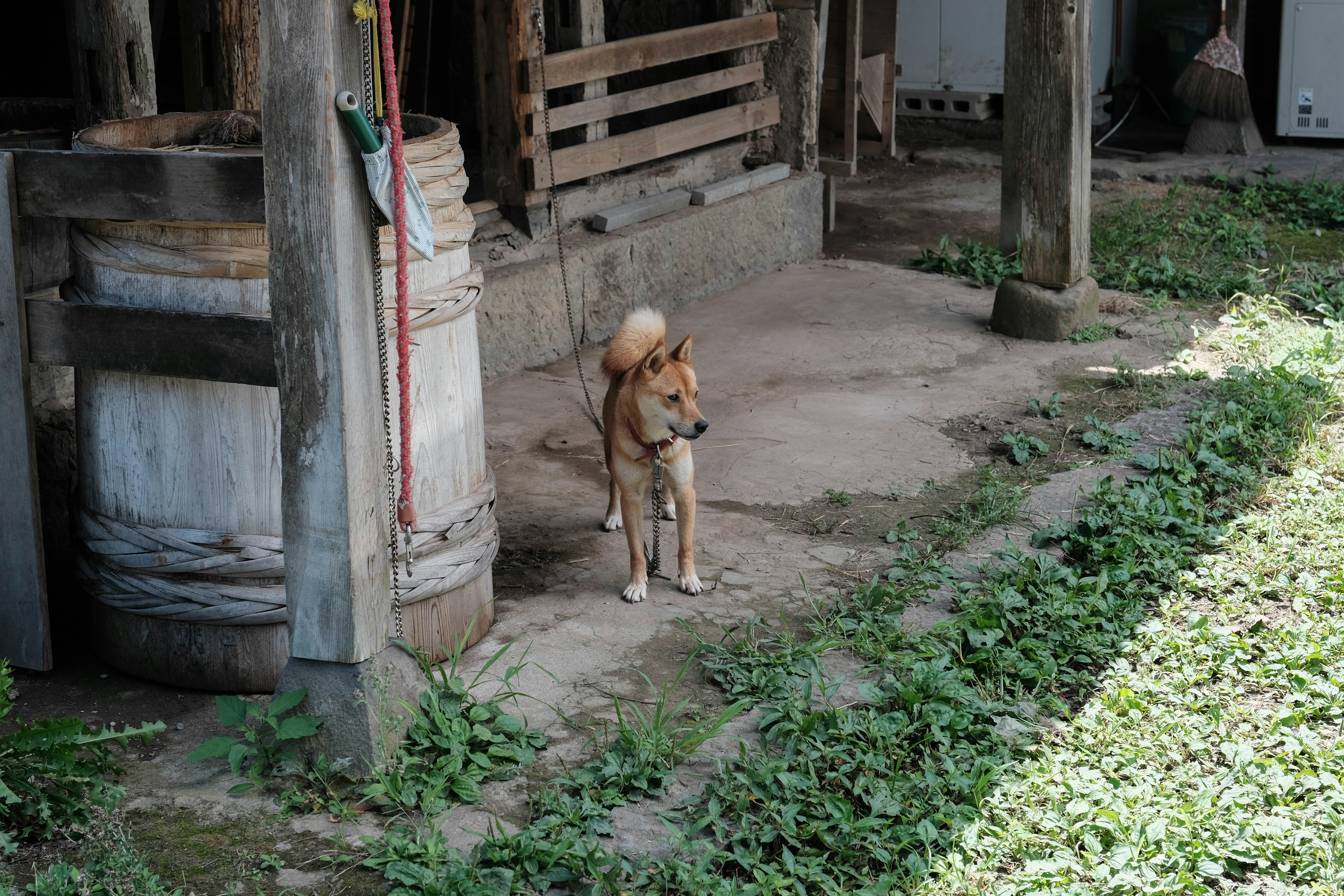 A Shiba Inu stands alert beside wooden barrels in a rustic setting, embodying the spirit of companionship and vigilance.