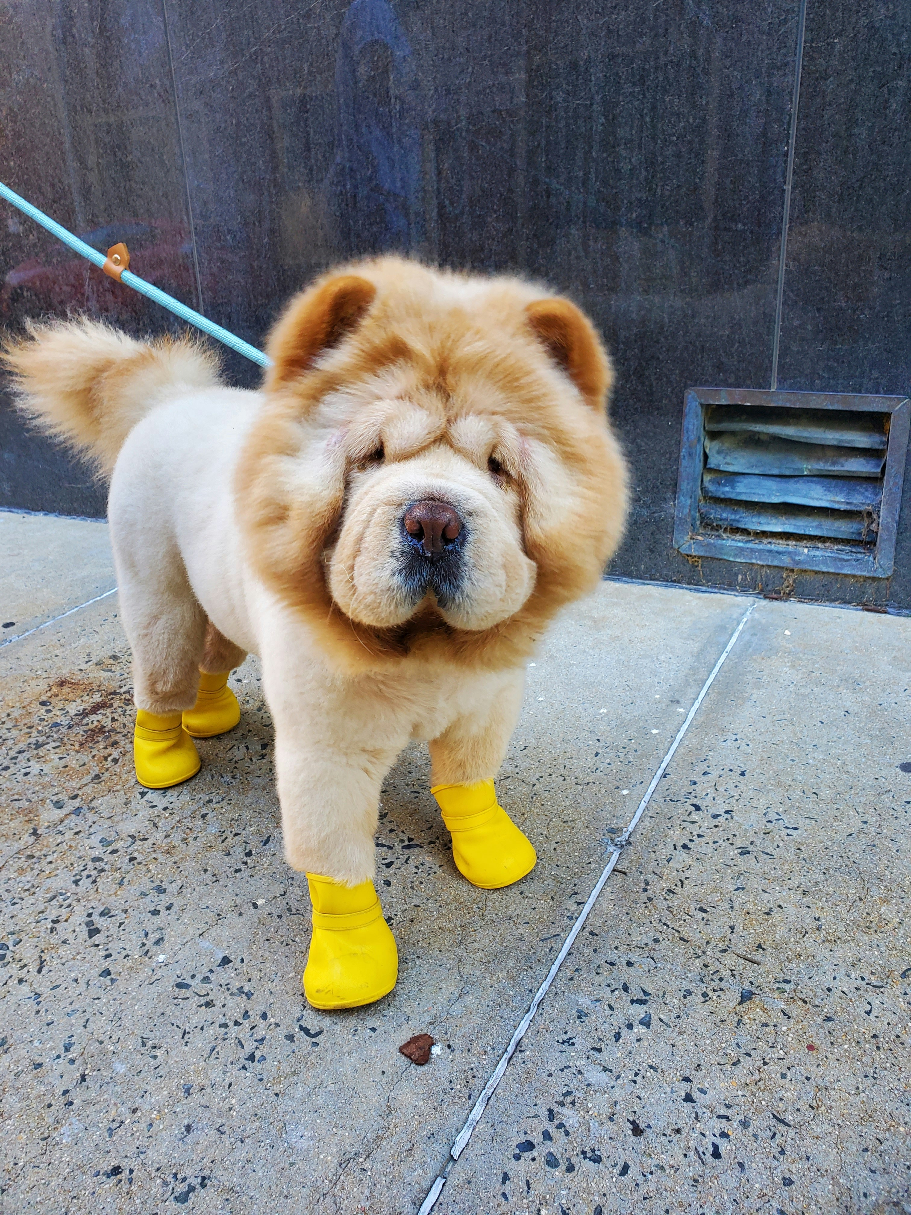 City Paws: A Fluffy Chow Chow in Bright Yellow Boots