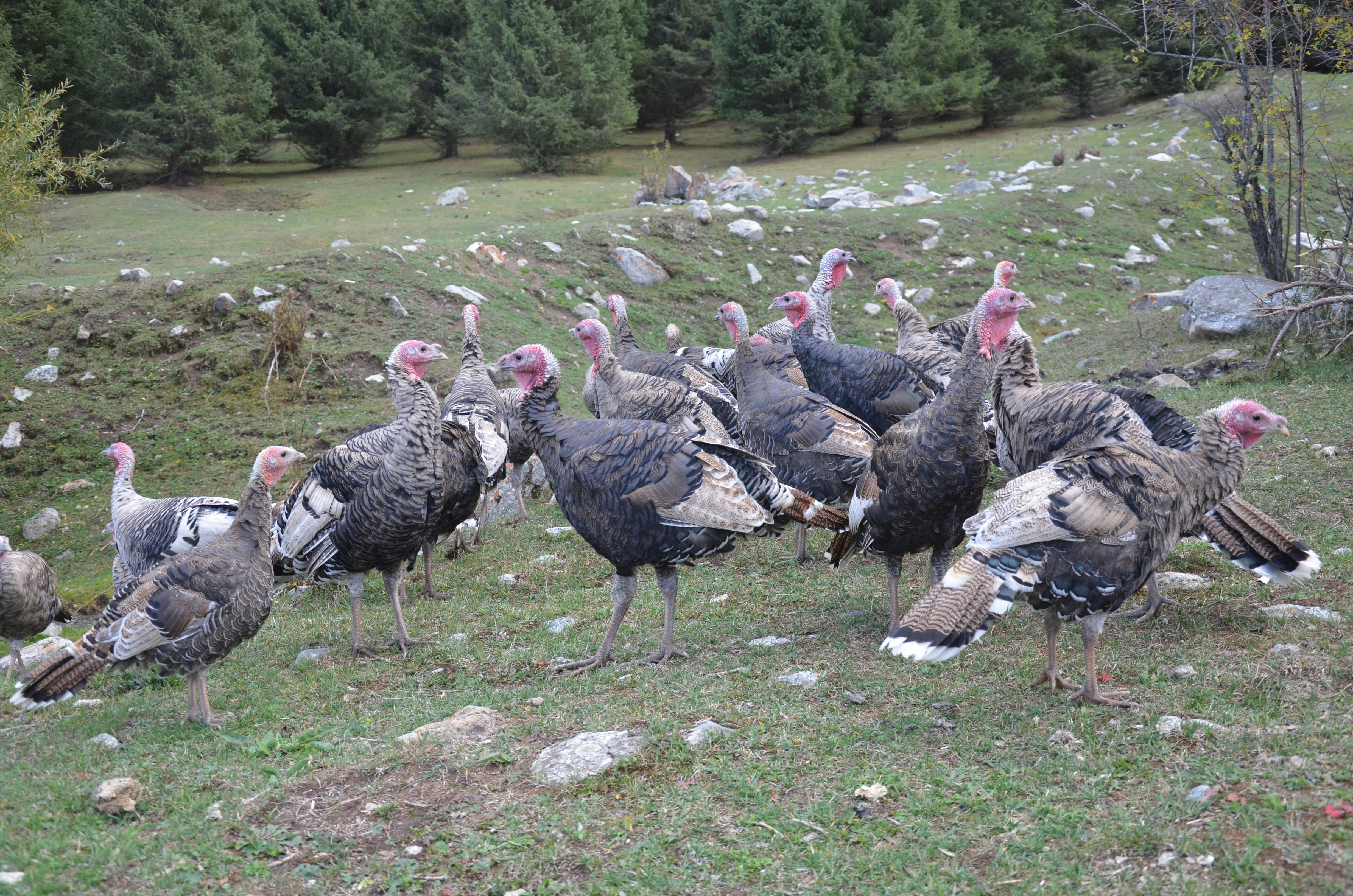 Row of Wild Turkeys on a Rocky Meadow