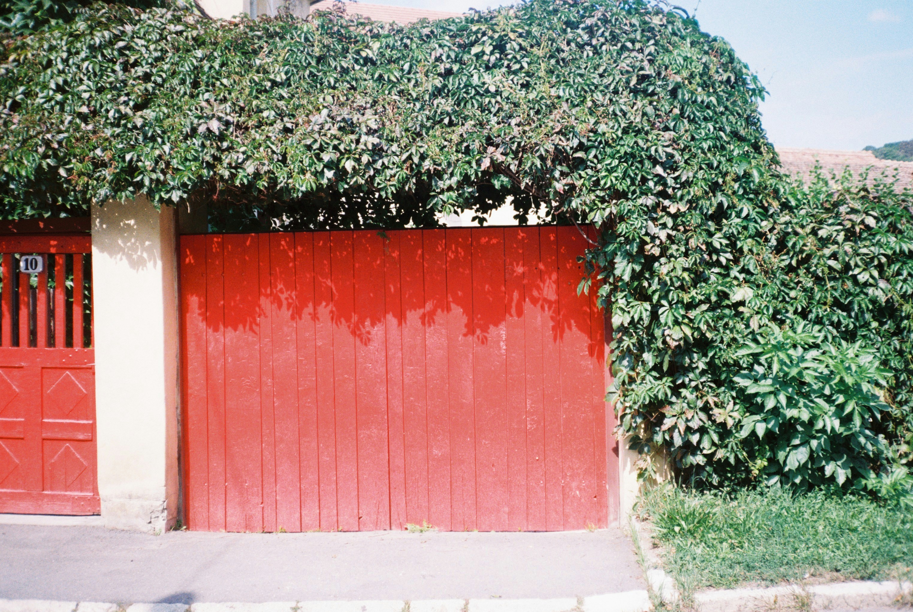 A red garage with vines growing over it photo – Free Plant Image on ...