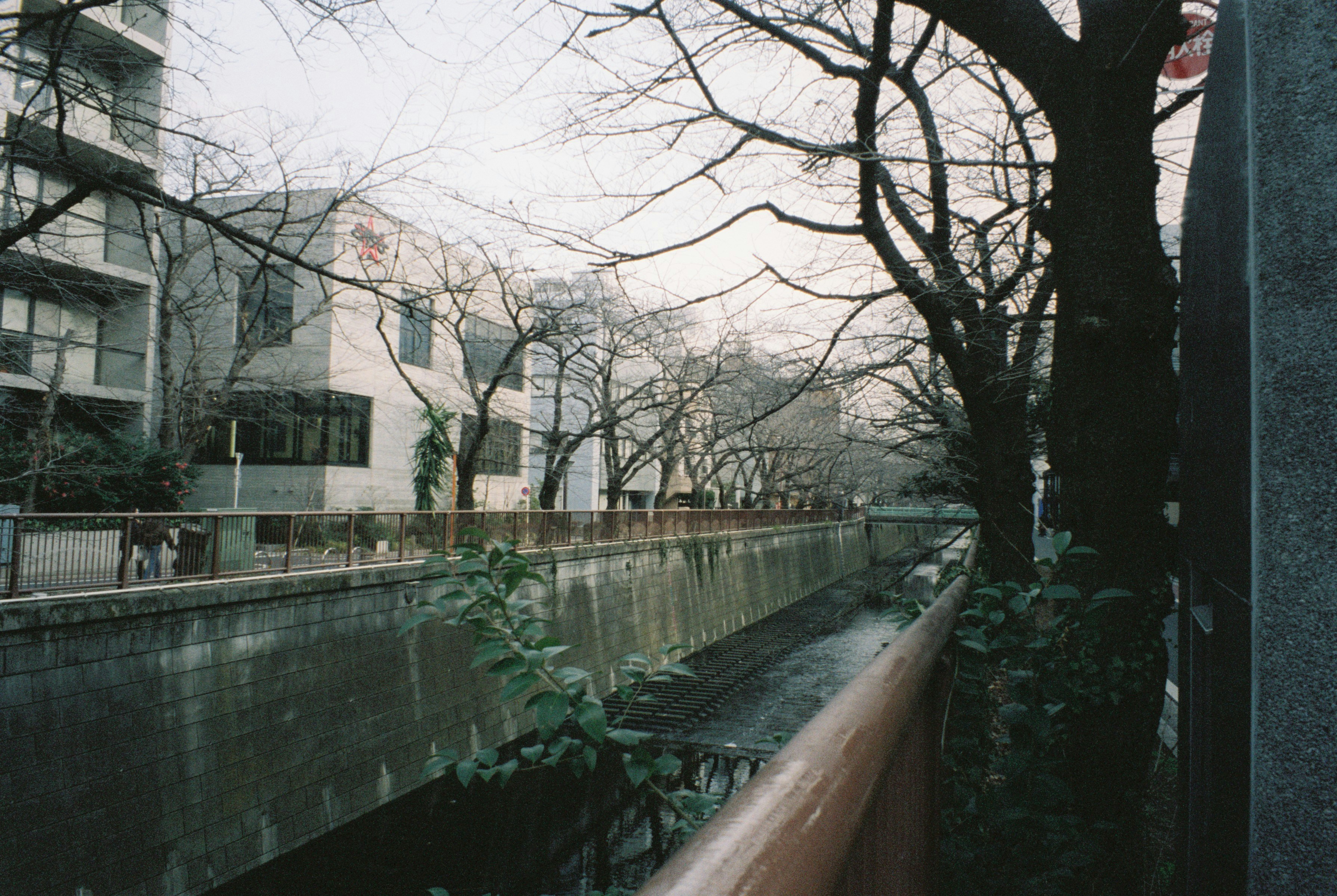 Winter Channel: Quiet Urban Canal Framed by Bare Branches
