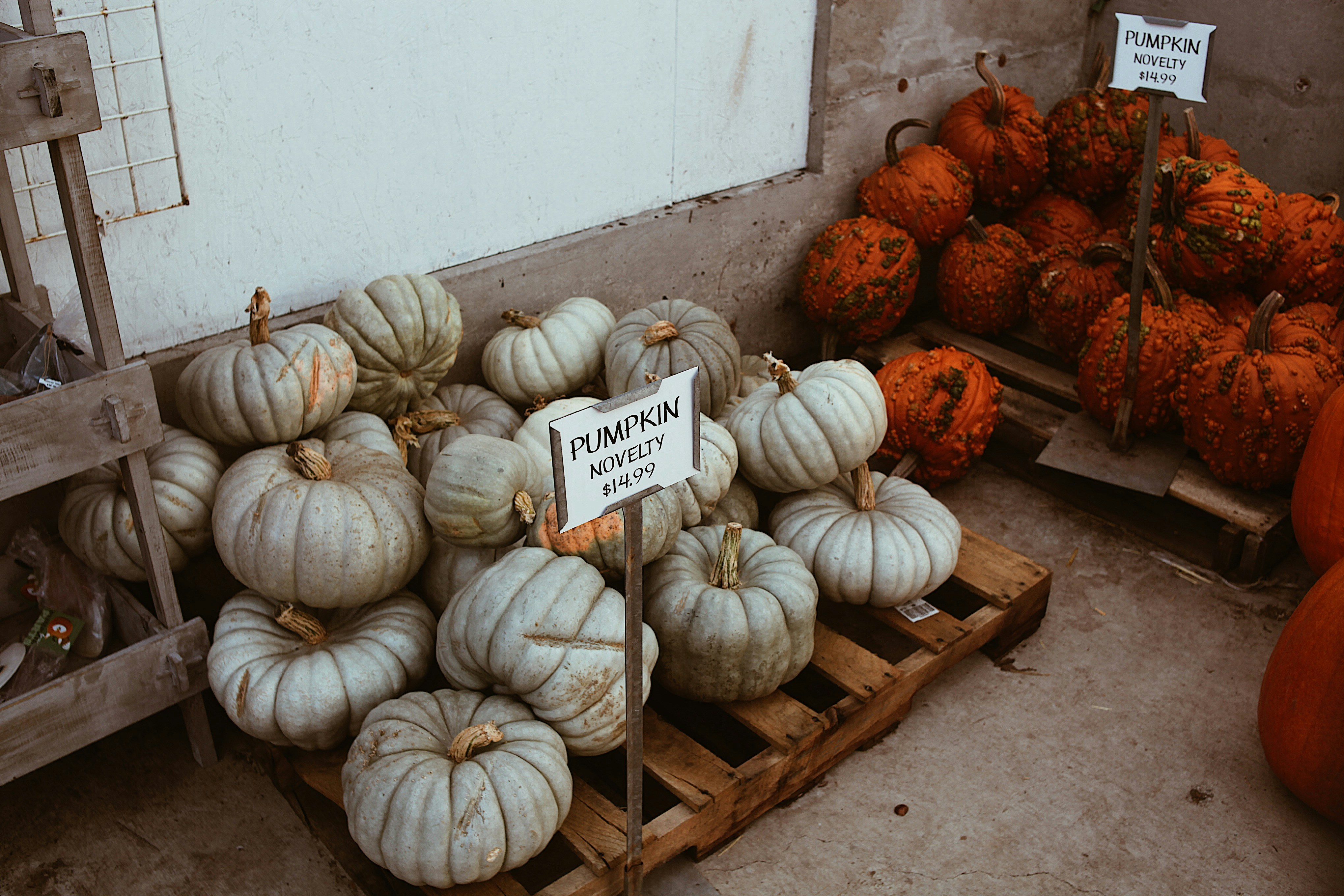 Pastel Pumpkins on Pallets: A Quiet Market Palette