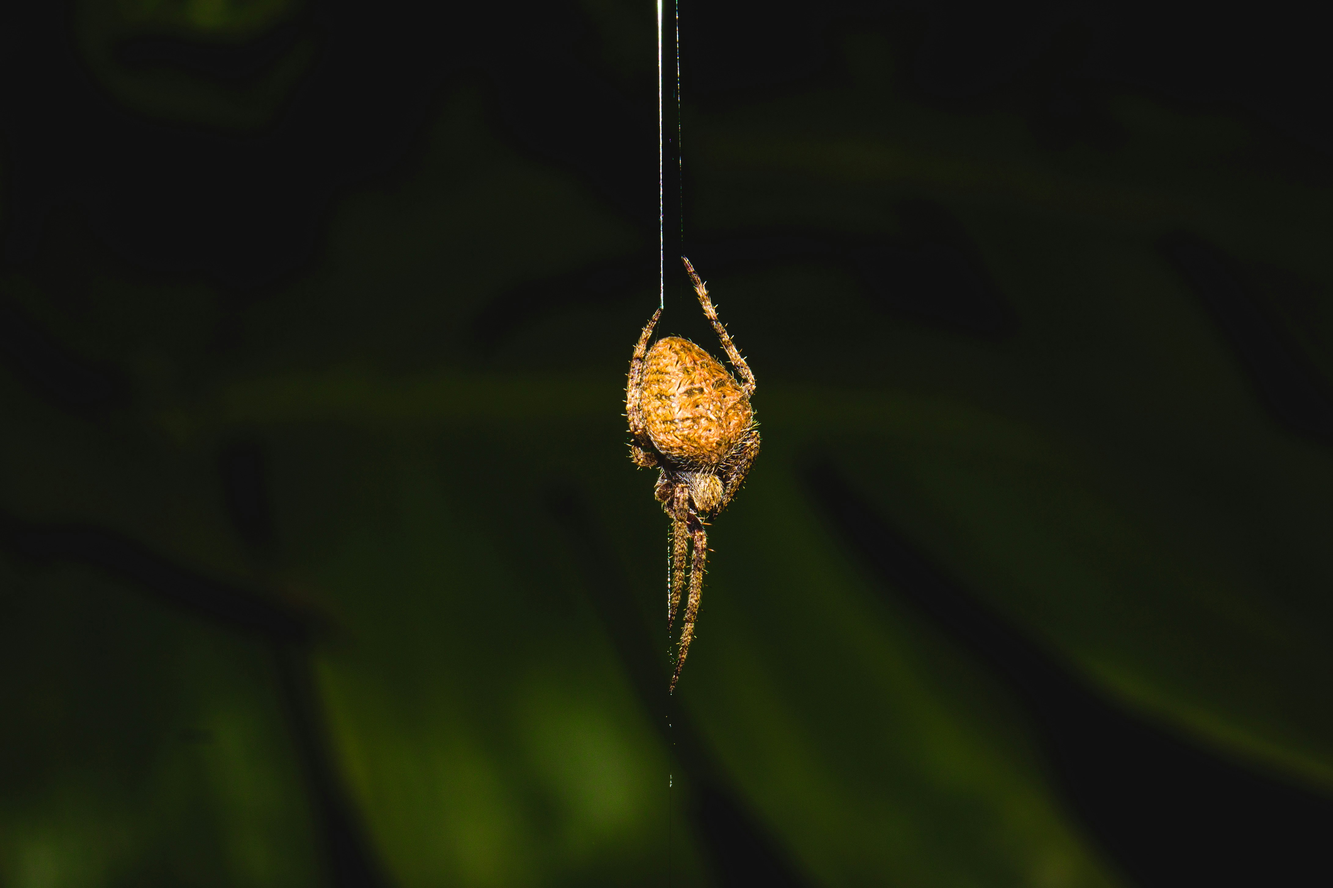 A spider hanging upside down on a string photo – Free Spider Image on ...