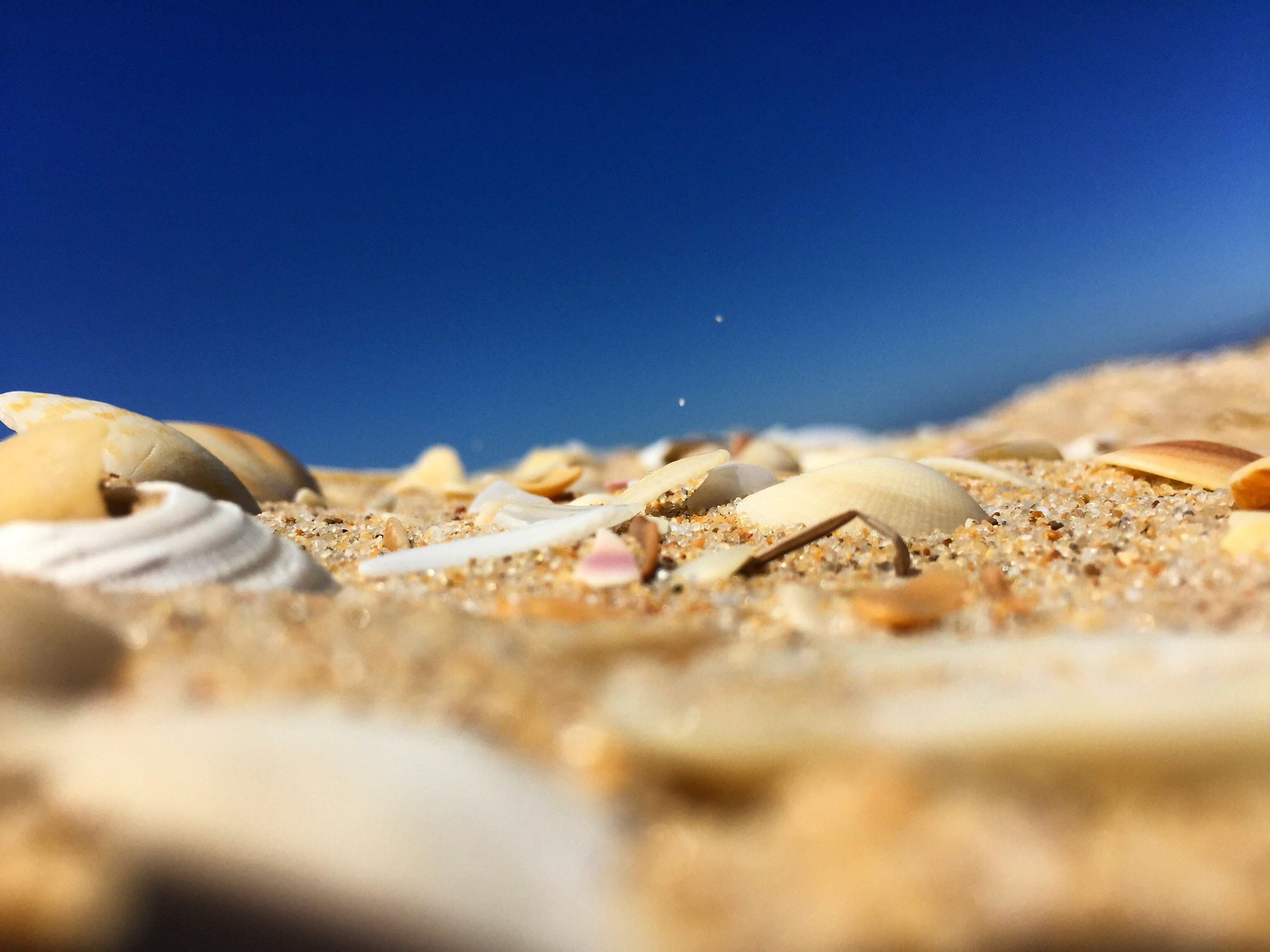 Shellscape at Knee-Height: Sunlit Beach in Focus
