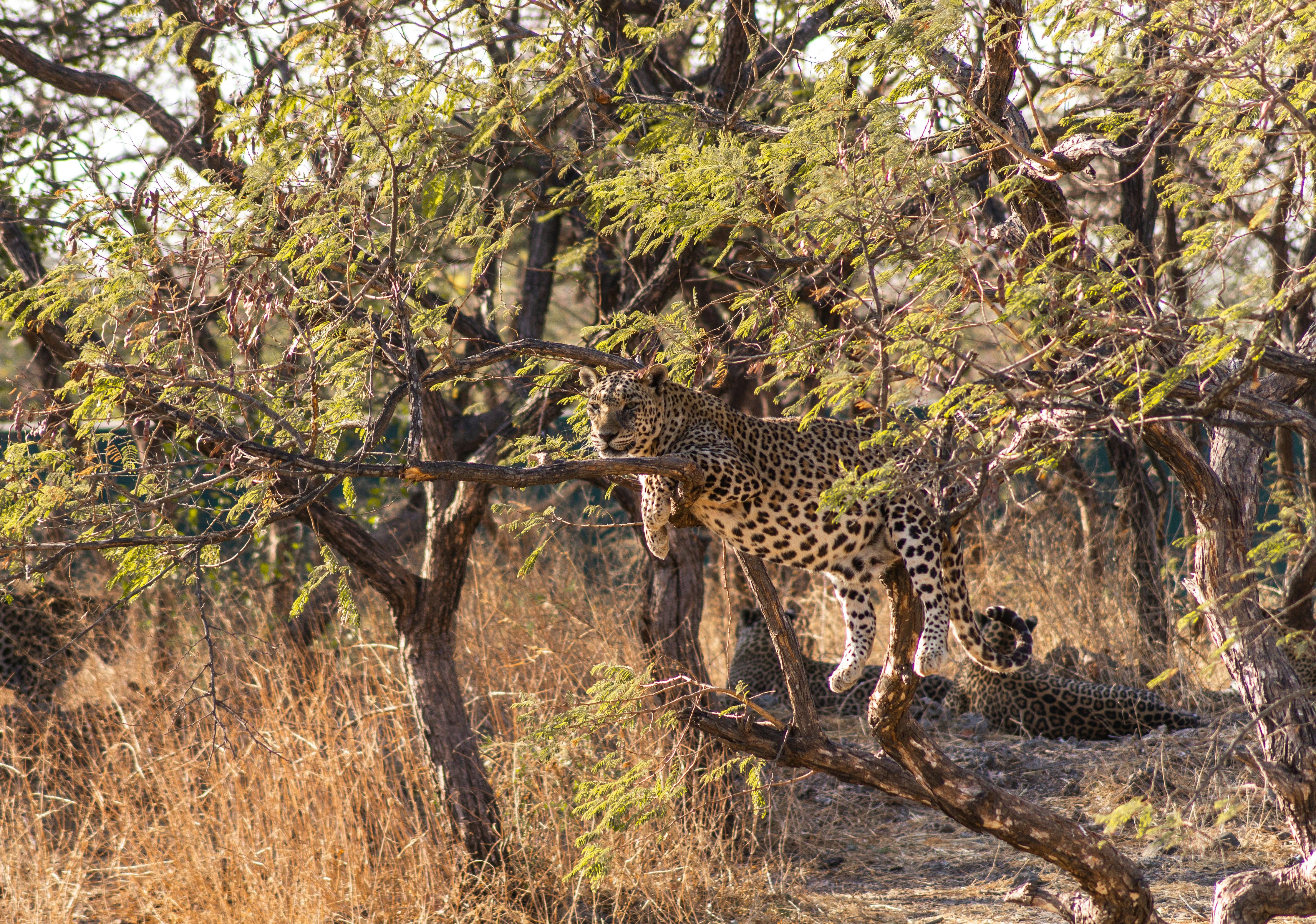 Leopard perched on a branch amidst acacia trees, observing its surroundings while another leopard rests below. 