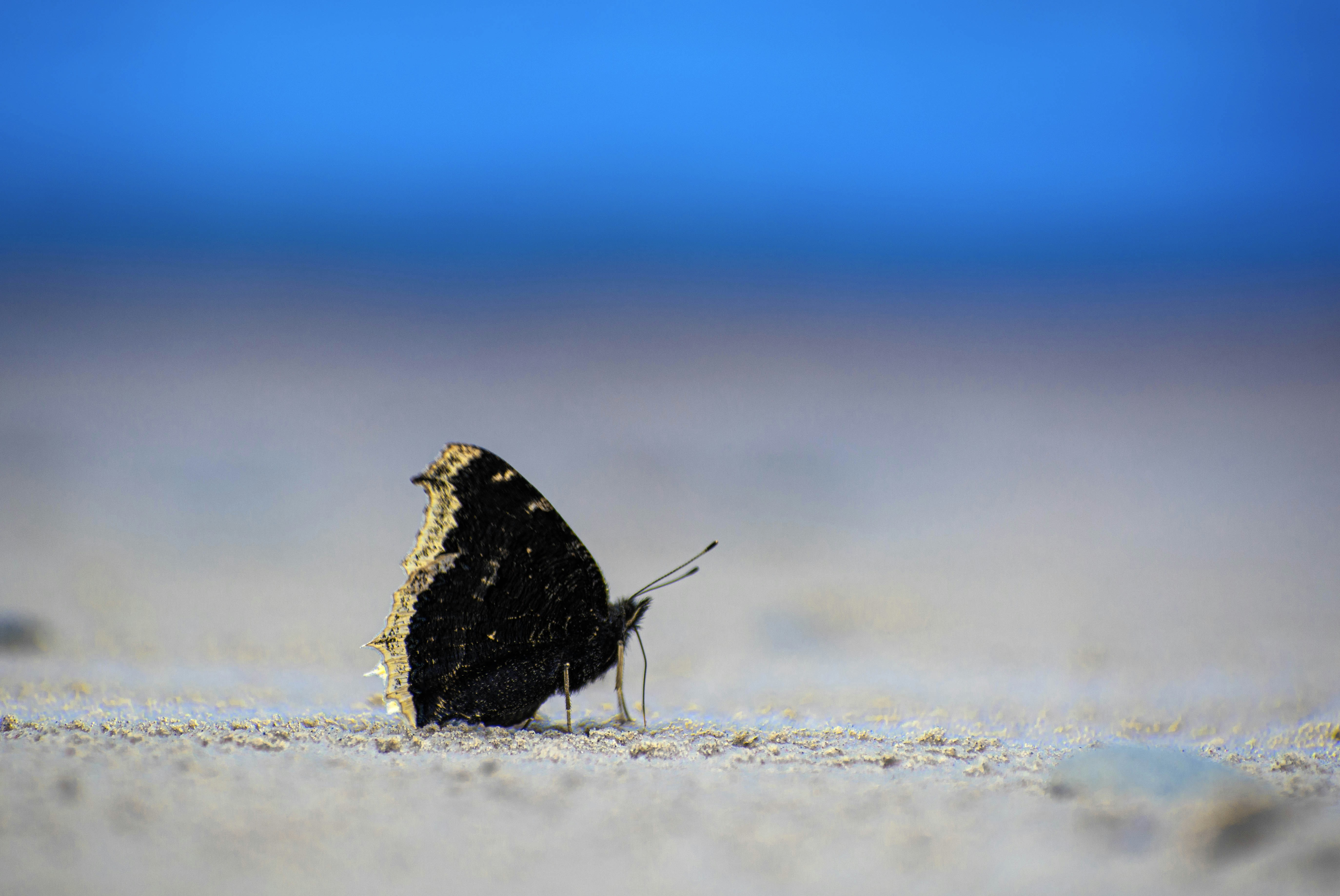 A solitary butterfly at the edge of a sunlit shoreline