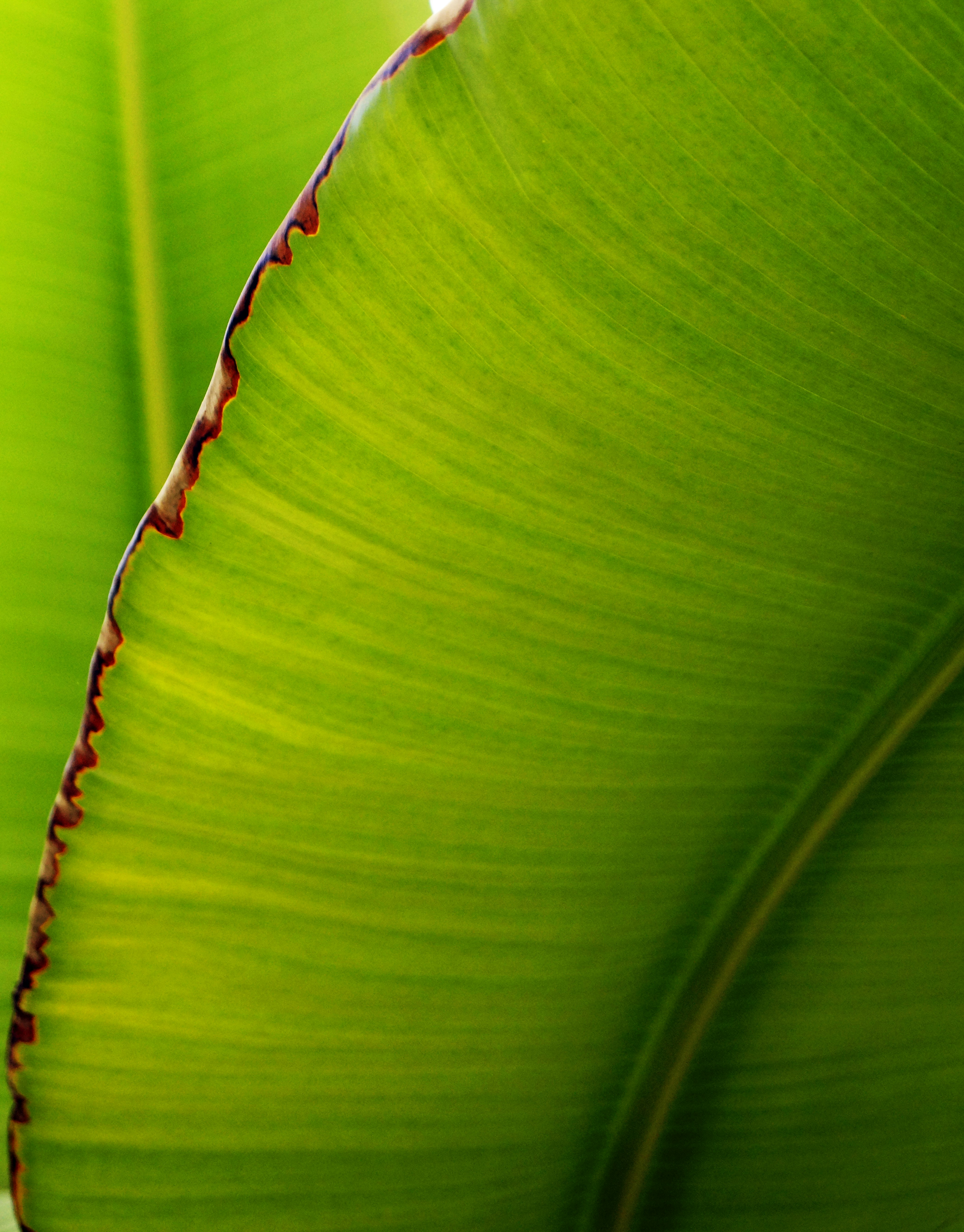 Elephant Ear in abstract