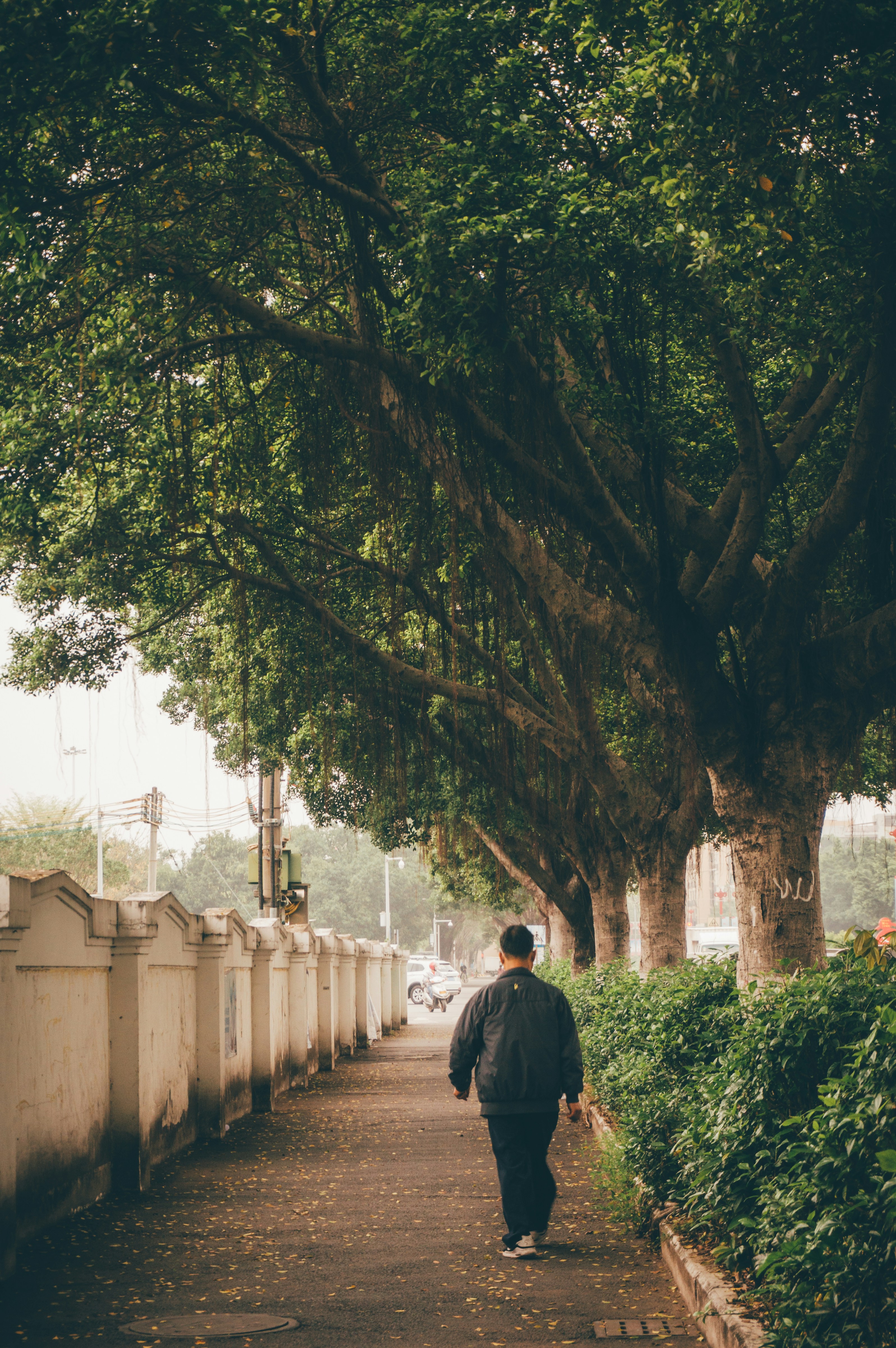 Person walking along a tree-lined path, surrounded by lush greenery and a tranquil urban atmosphere.