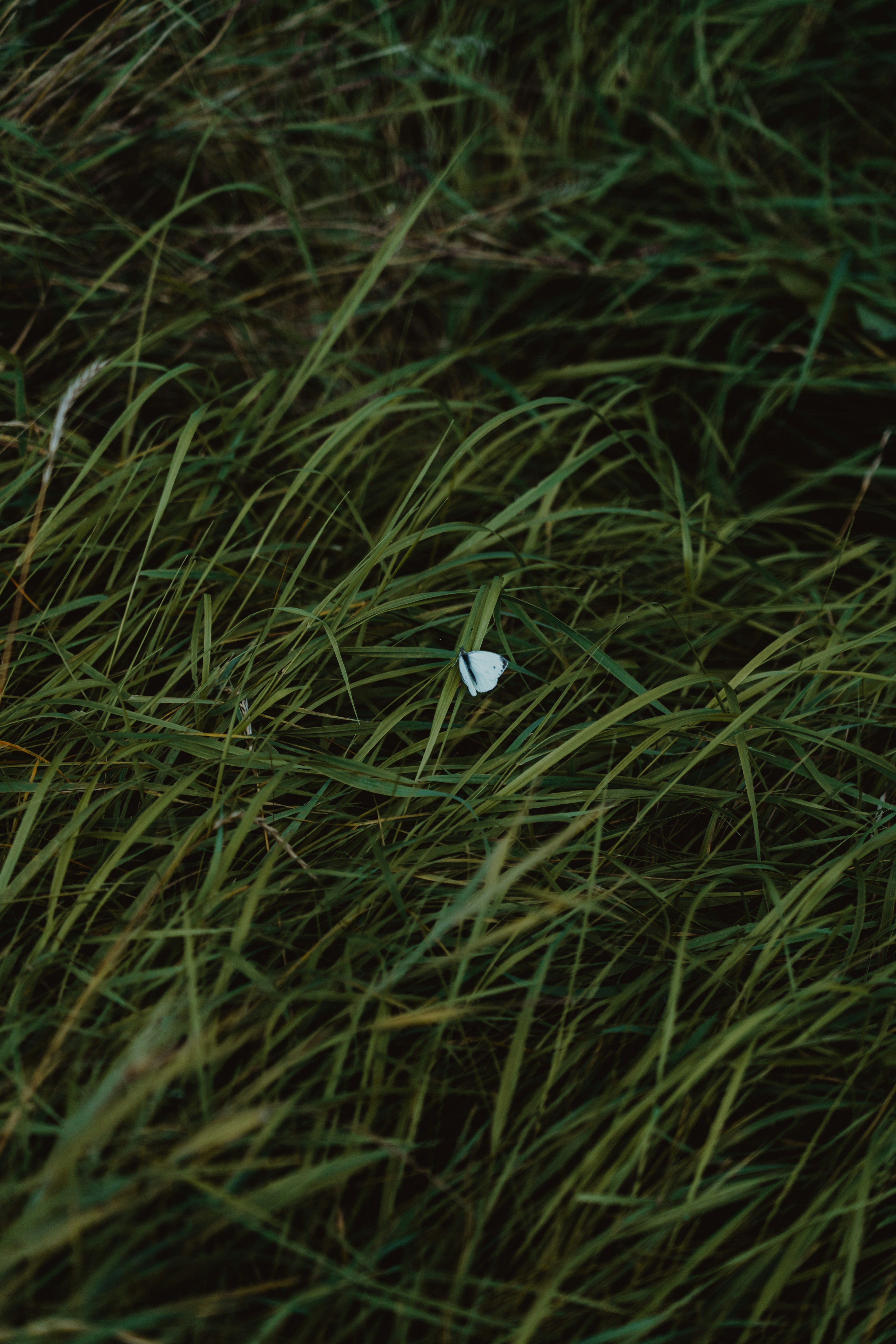 Whispers of Nature: A Butterfly's Rest