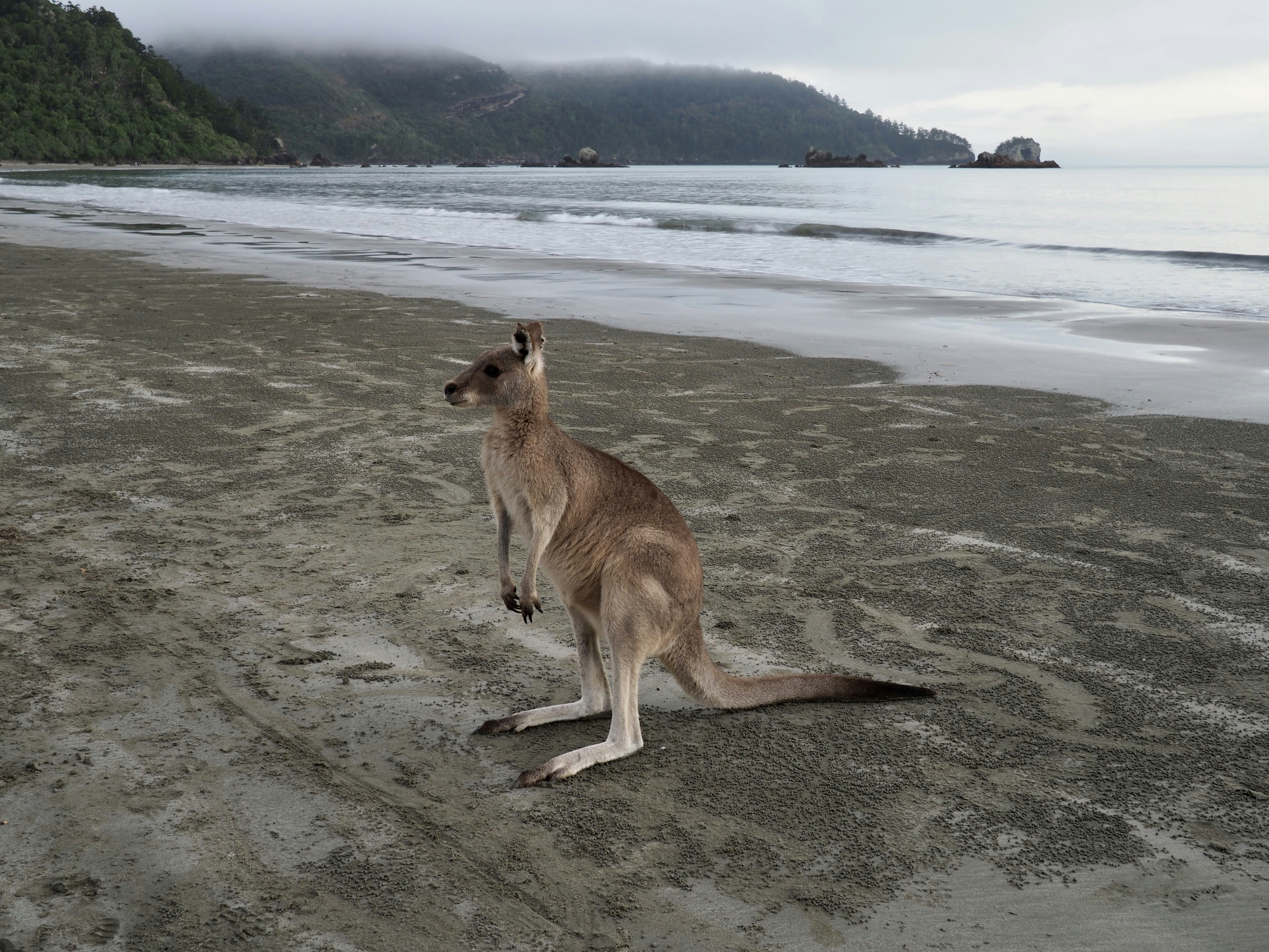 Kangaroo at the Water's Edge on a Windswept Australian Beach