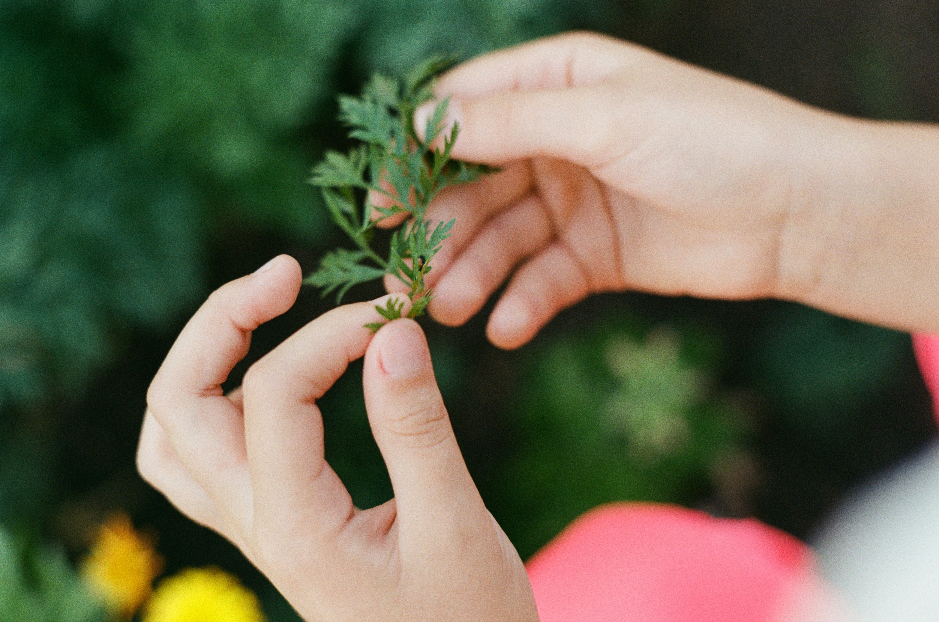 Child's hands gently examining a small green leaf amidst a vibrant garden backdrop.