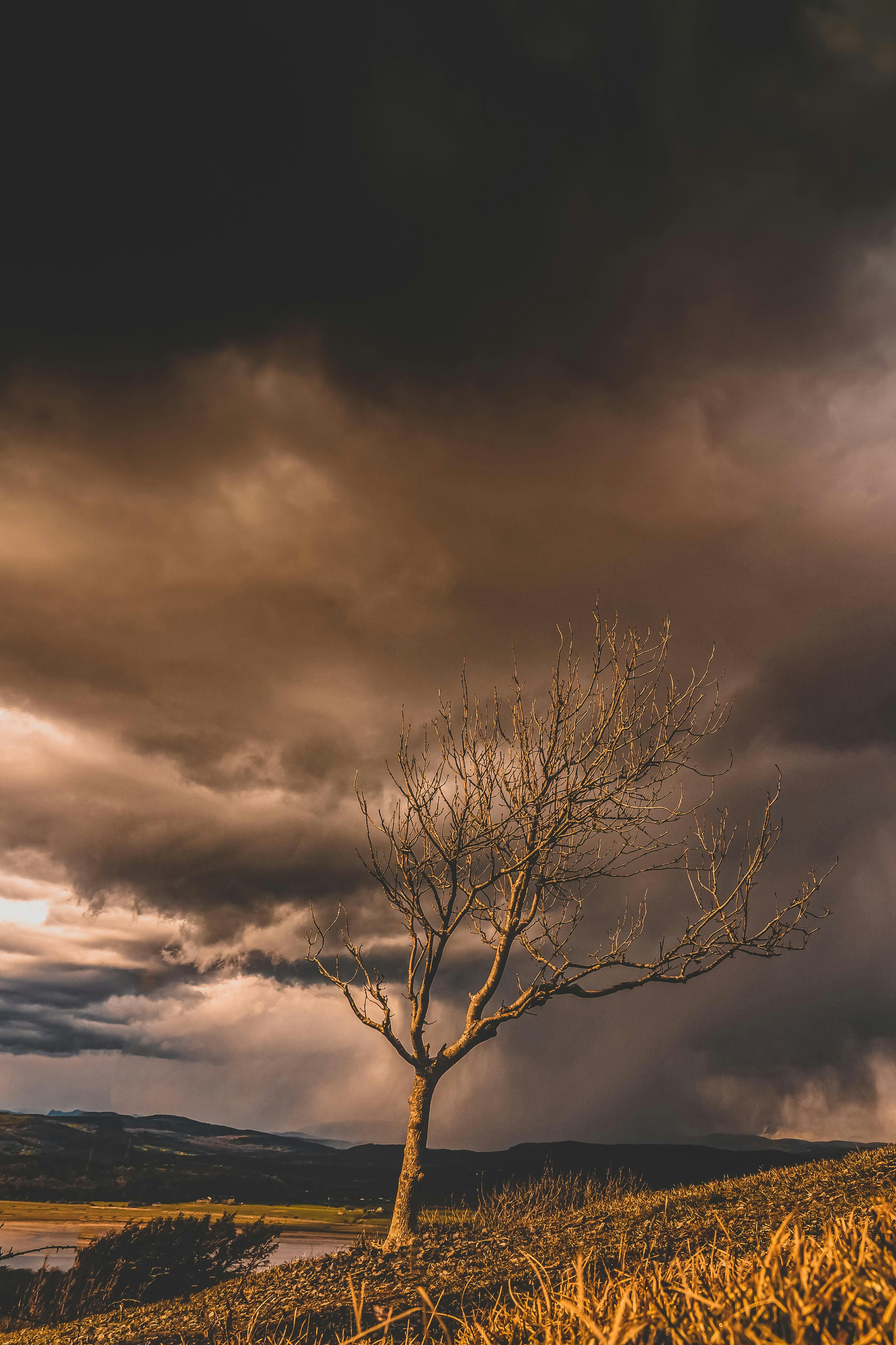 Tempest's Sentinel: A Lone Tree Braving the Evening Storm