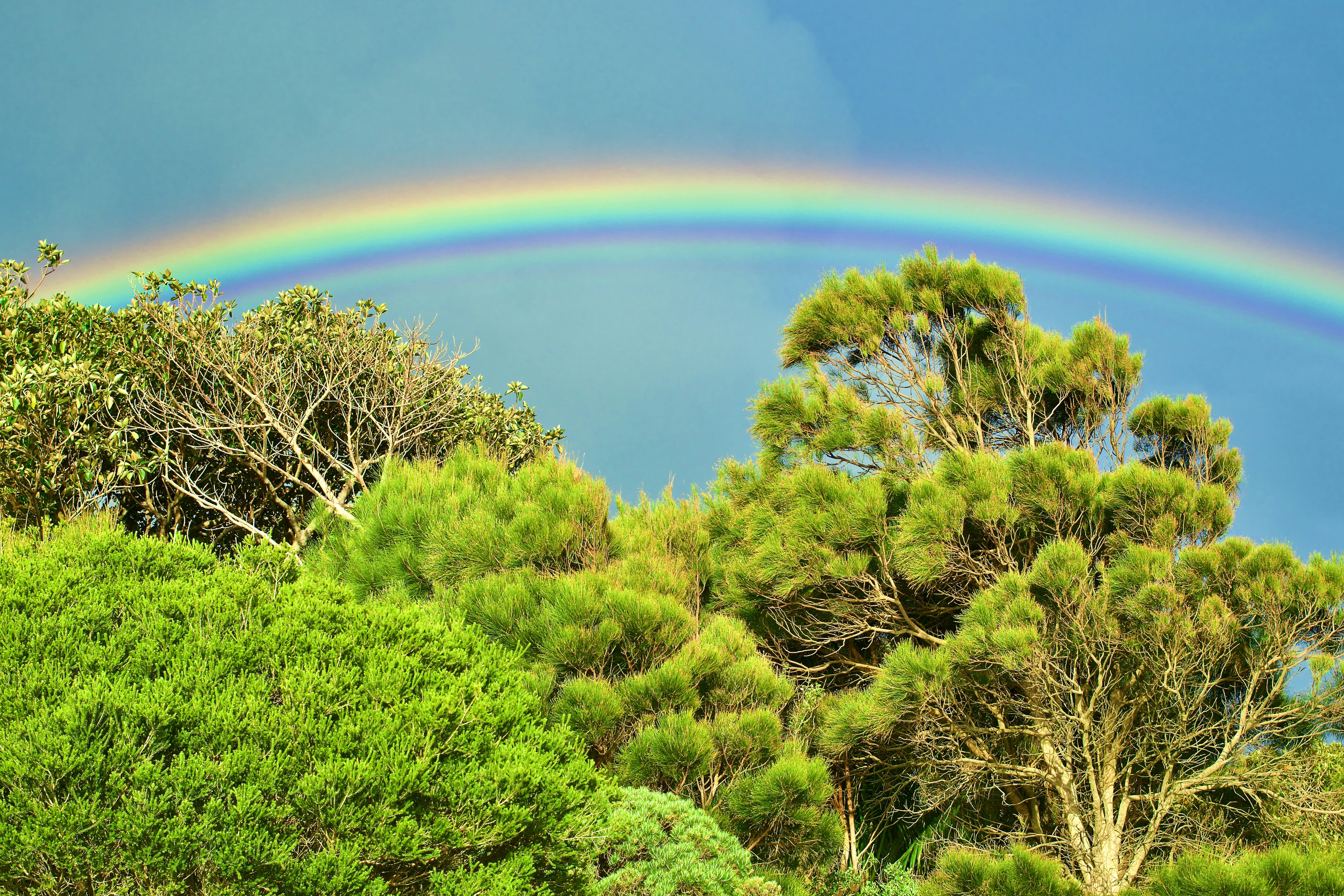 A vivid rainbow arcs gracefully over lush greenery, showcasing the harmony between nature's elements. The scene captures the beauty of the landscape beneath the colorful spectrum.