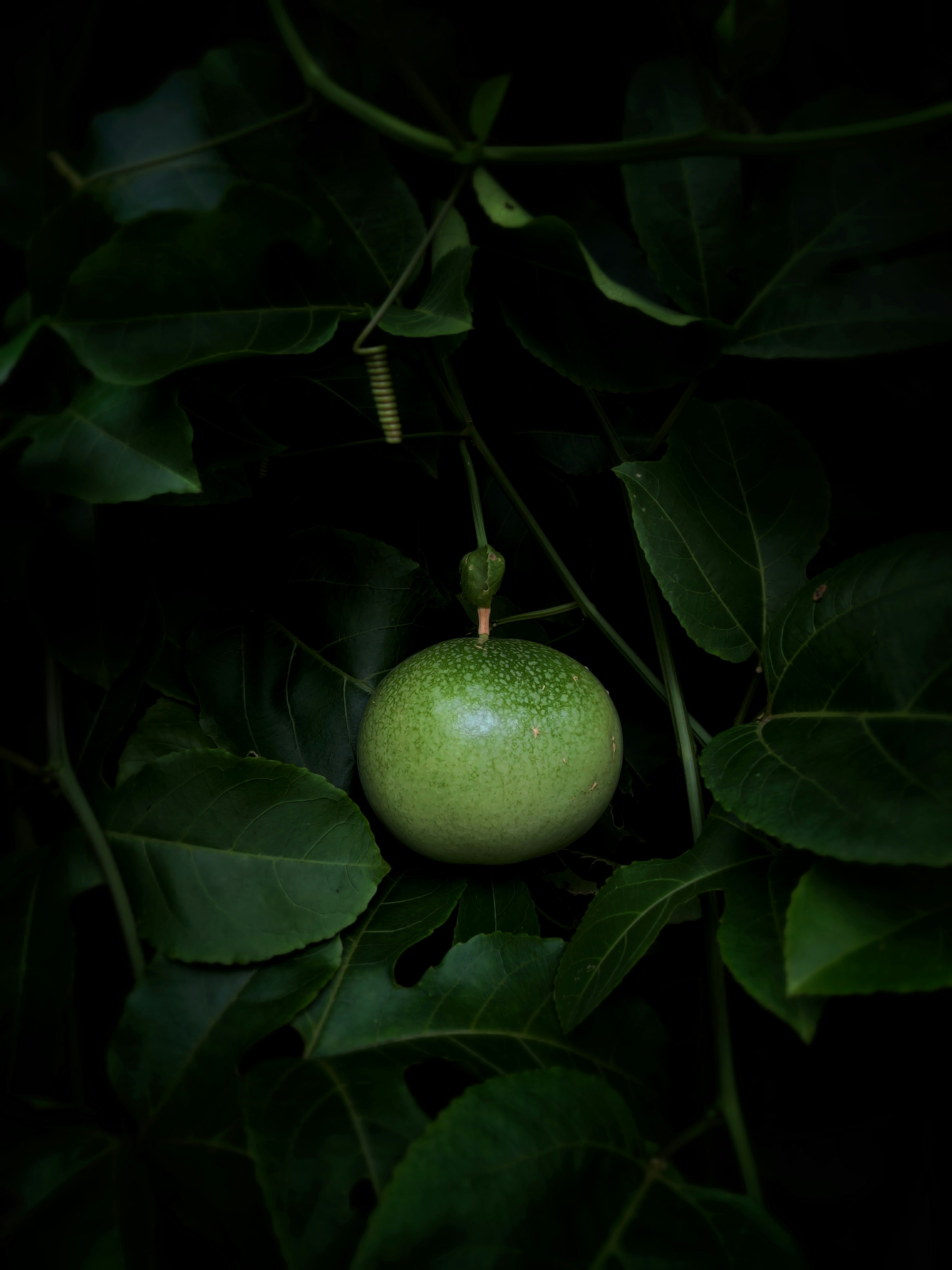 A solitary lime glows softly among dark green leaves, with light emphasizing texture and color in low illumination.