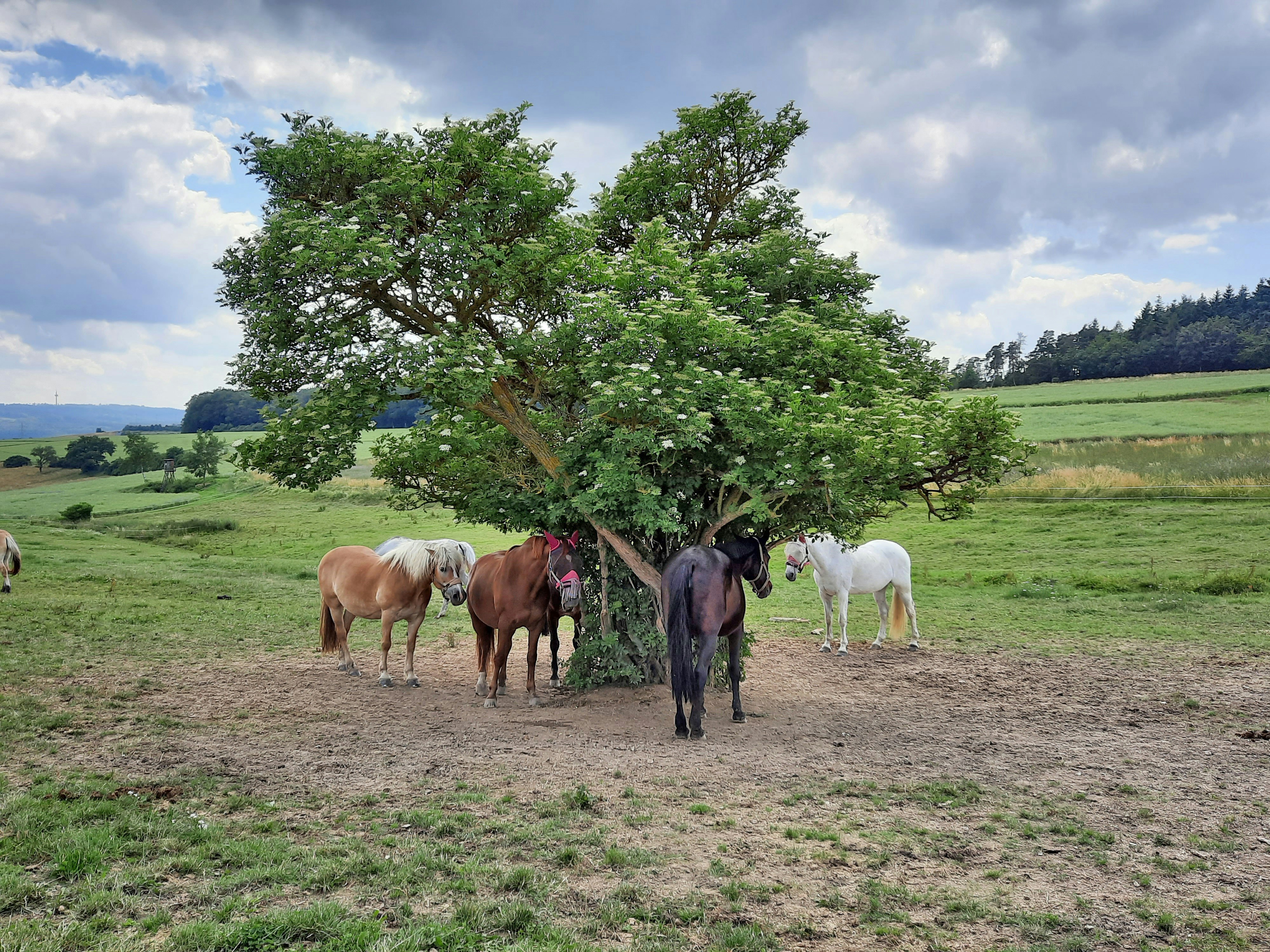 Horses at the Shade: A Quiet Gathering Beneath the Tree