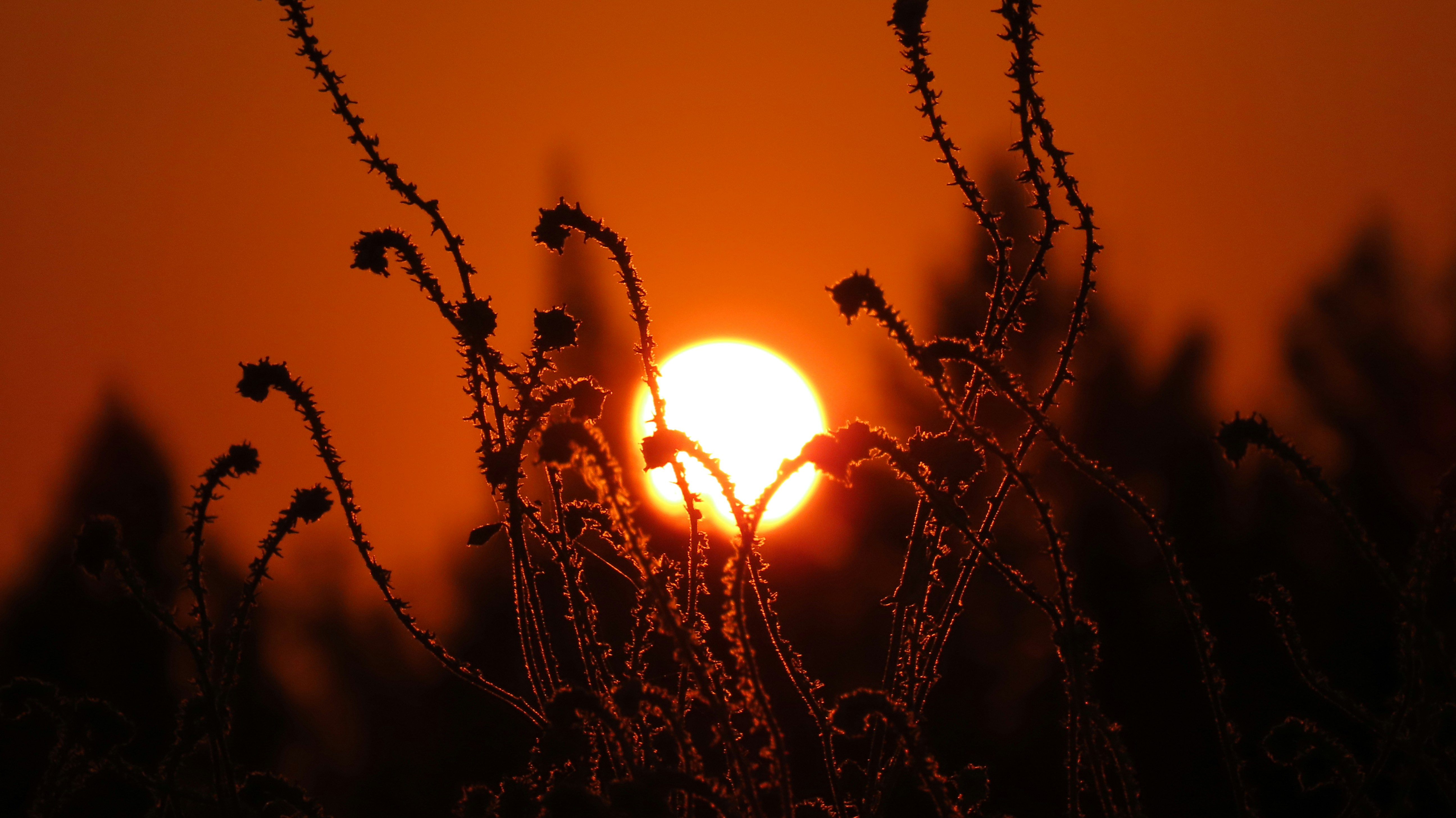 Silhouettes of delicate plant stems against a vibrant sunset, showcasing the transition from day to night.