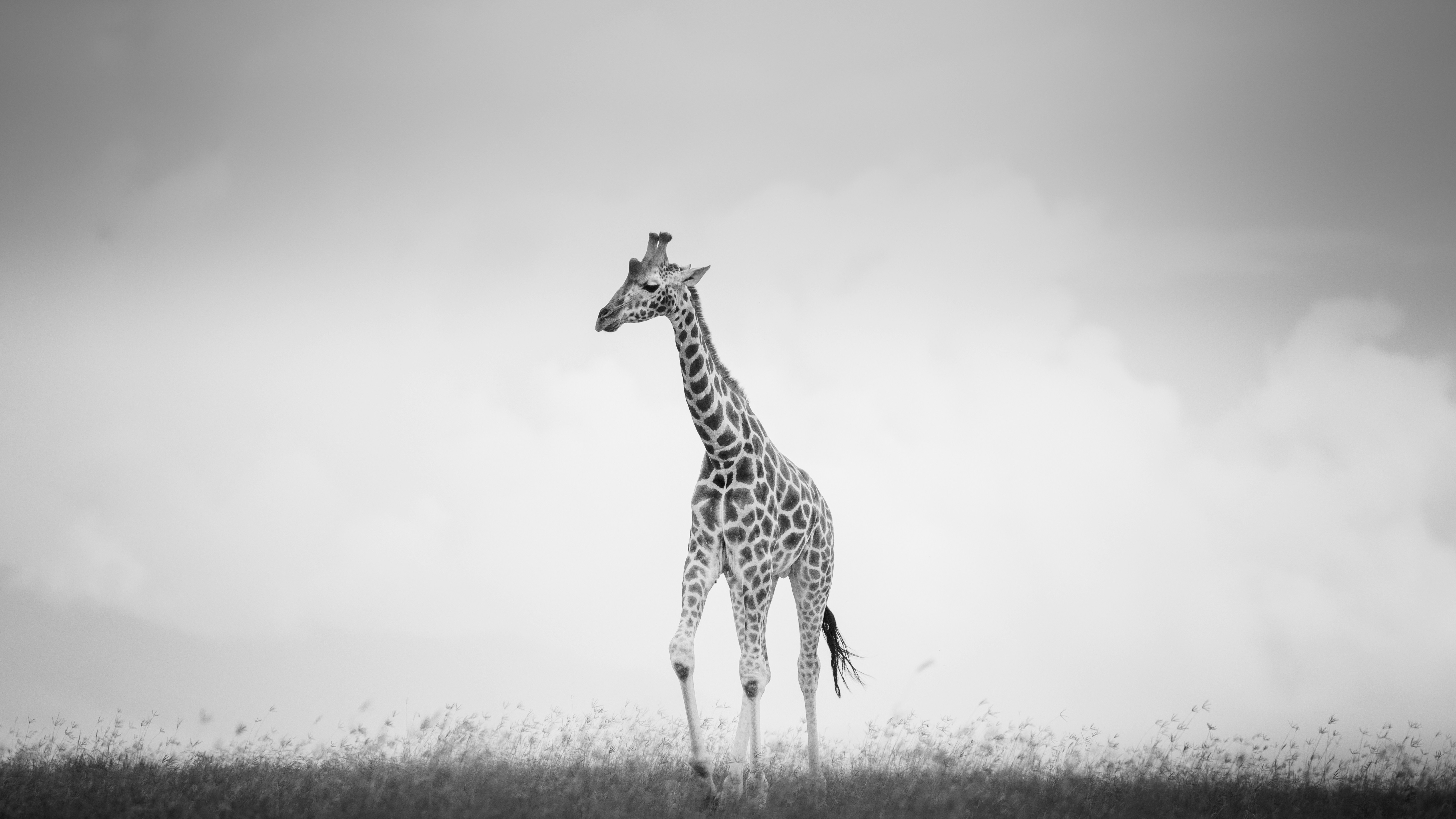 A solitary giraffe stands gracefully against a soft, cloudy backdrop in monochrome. The image captures the essence of wildlife in its natural habitat.