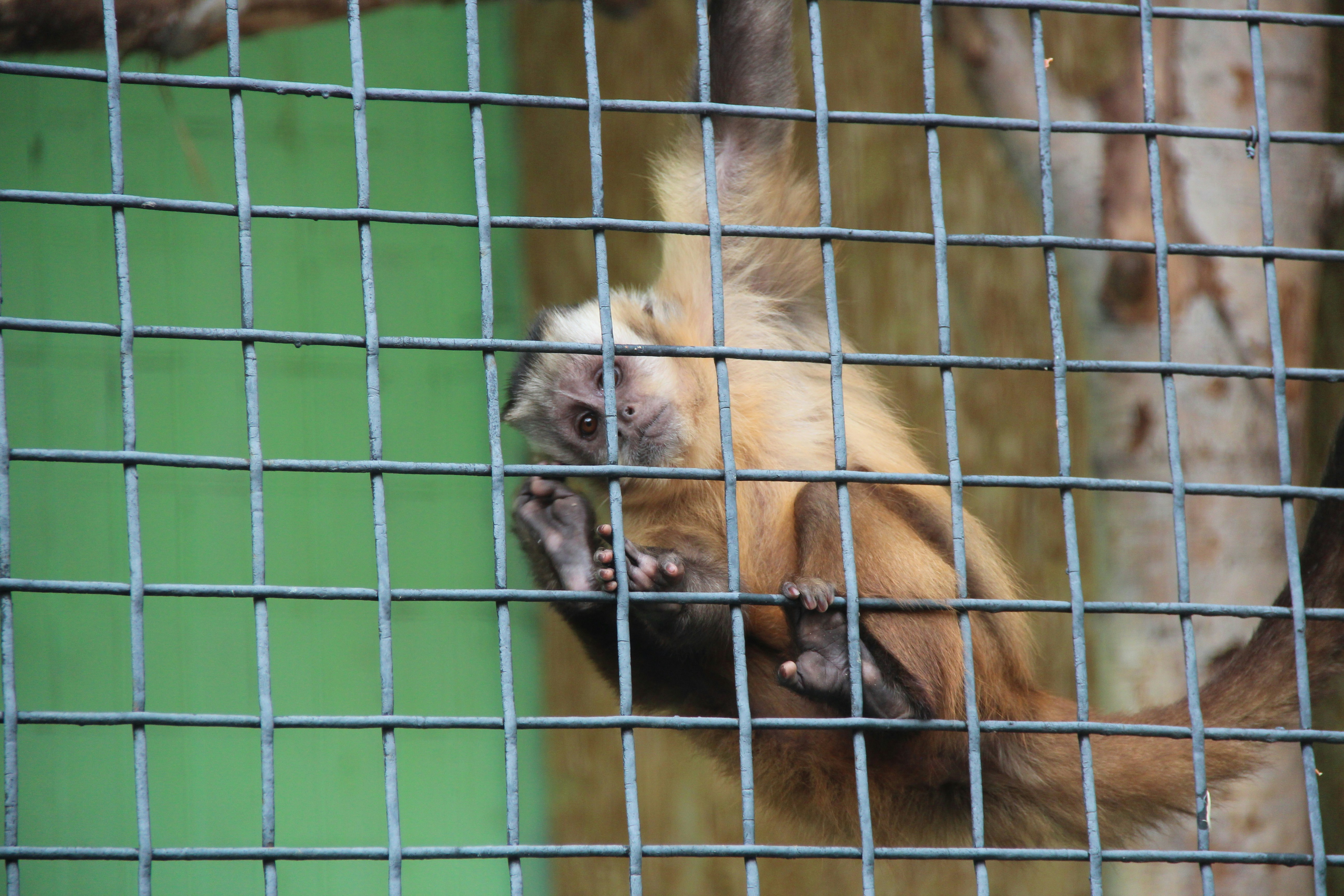 a monkey in a cage looking through the bars