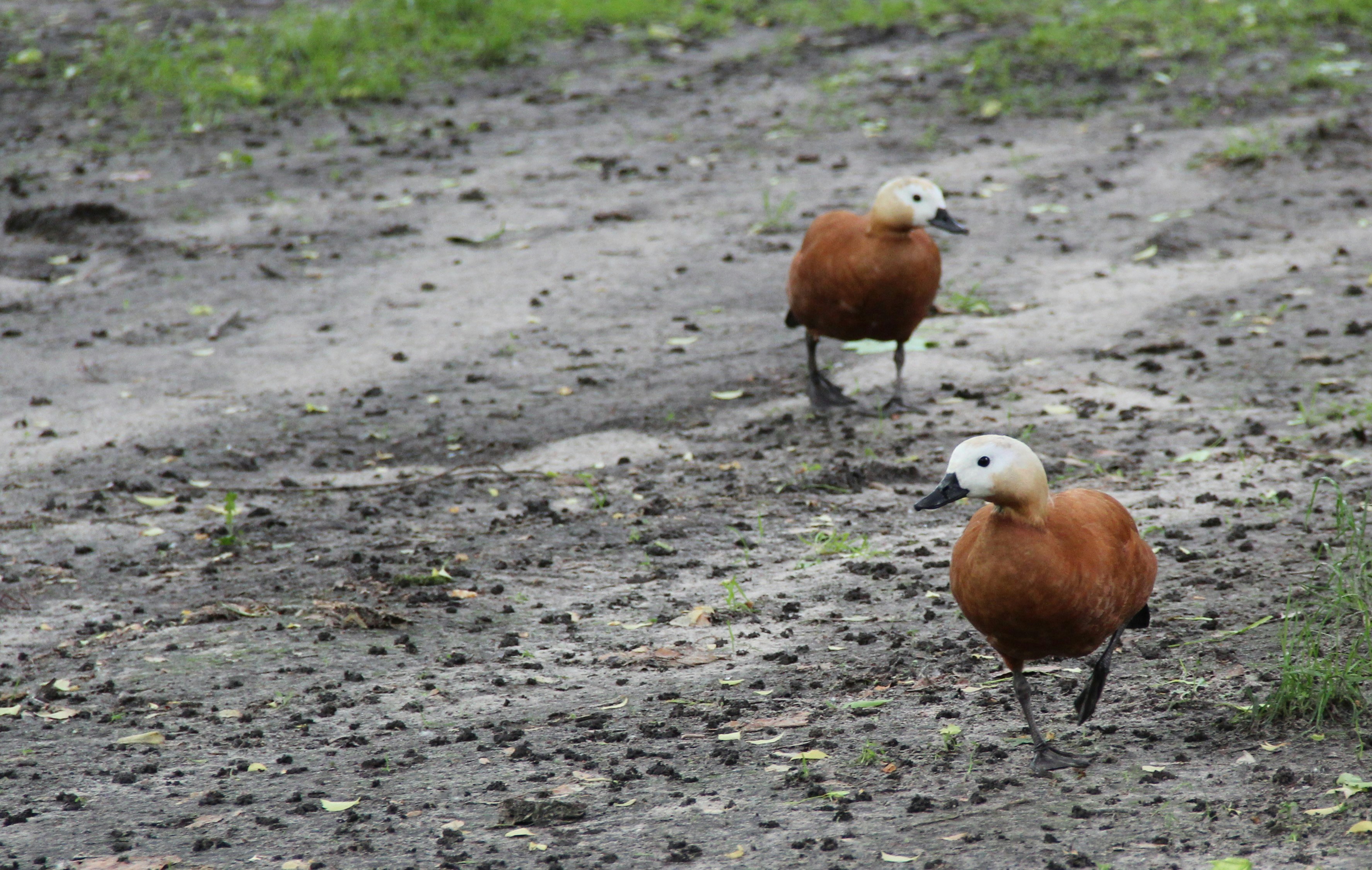 Mud-path Strollers: Two white-faced ducks on a quiet track