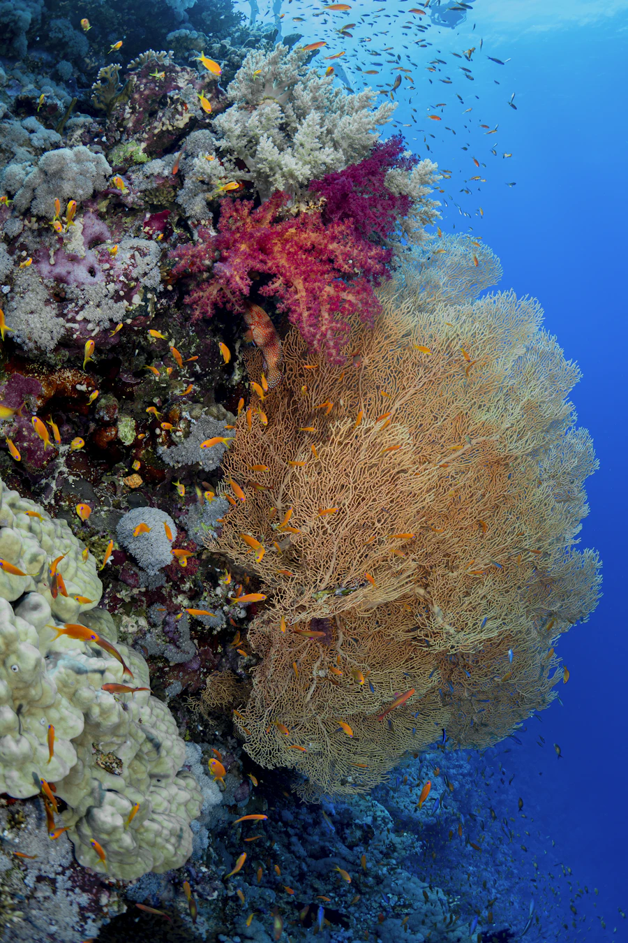 Colorful coral reef wall covered in sea fans, soft corals, and small orange fish, fading into open blue water.