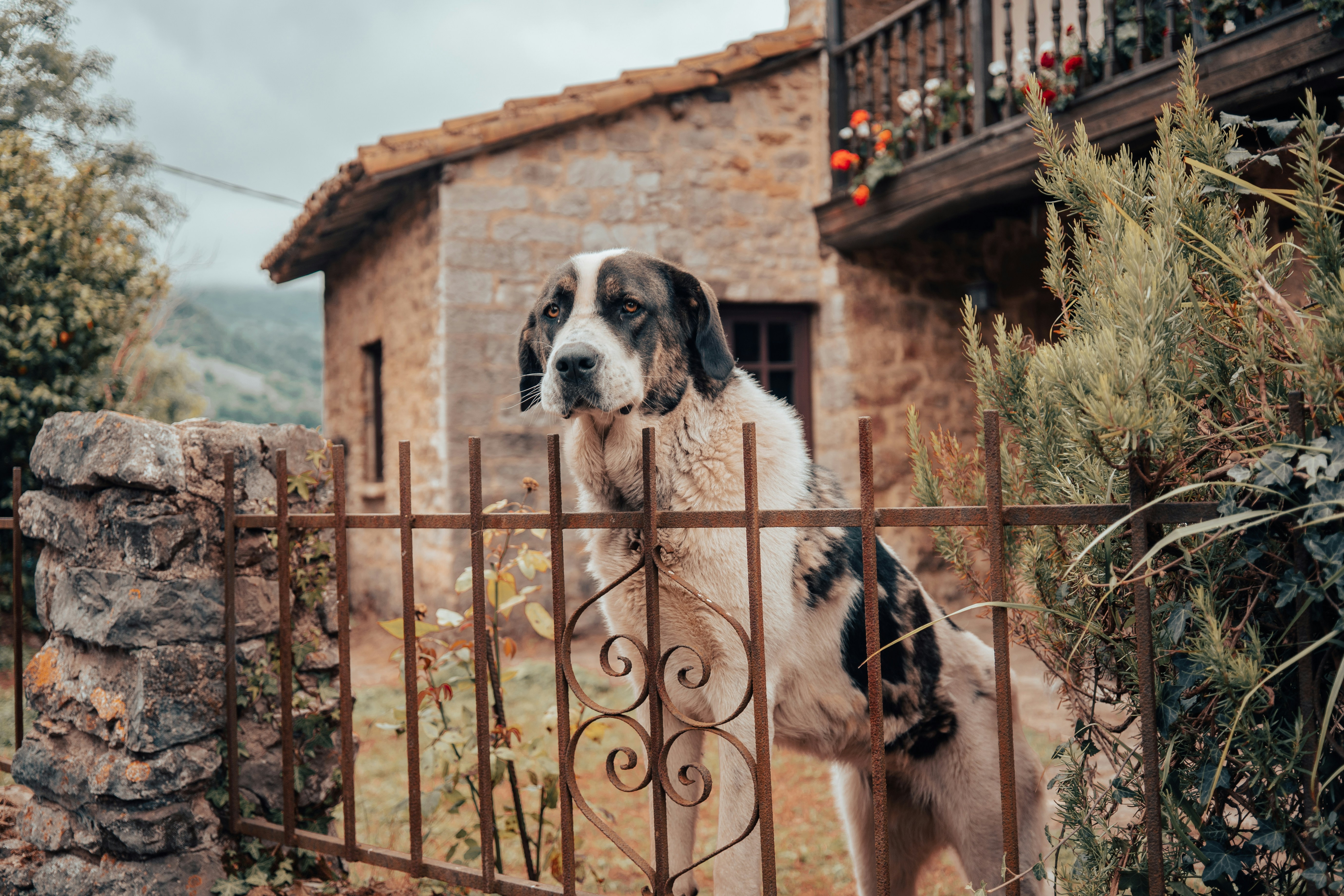 Dog Standing From Behind