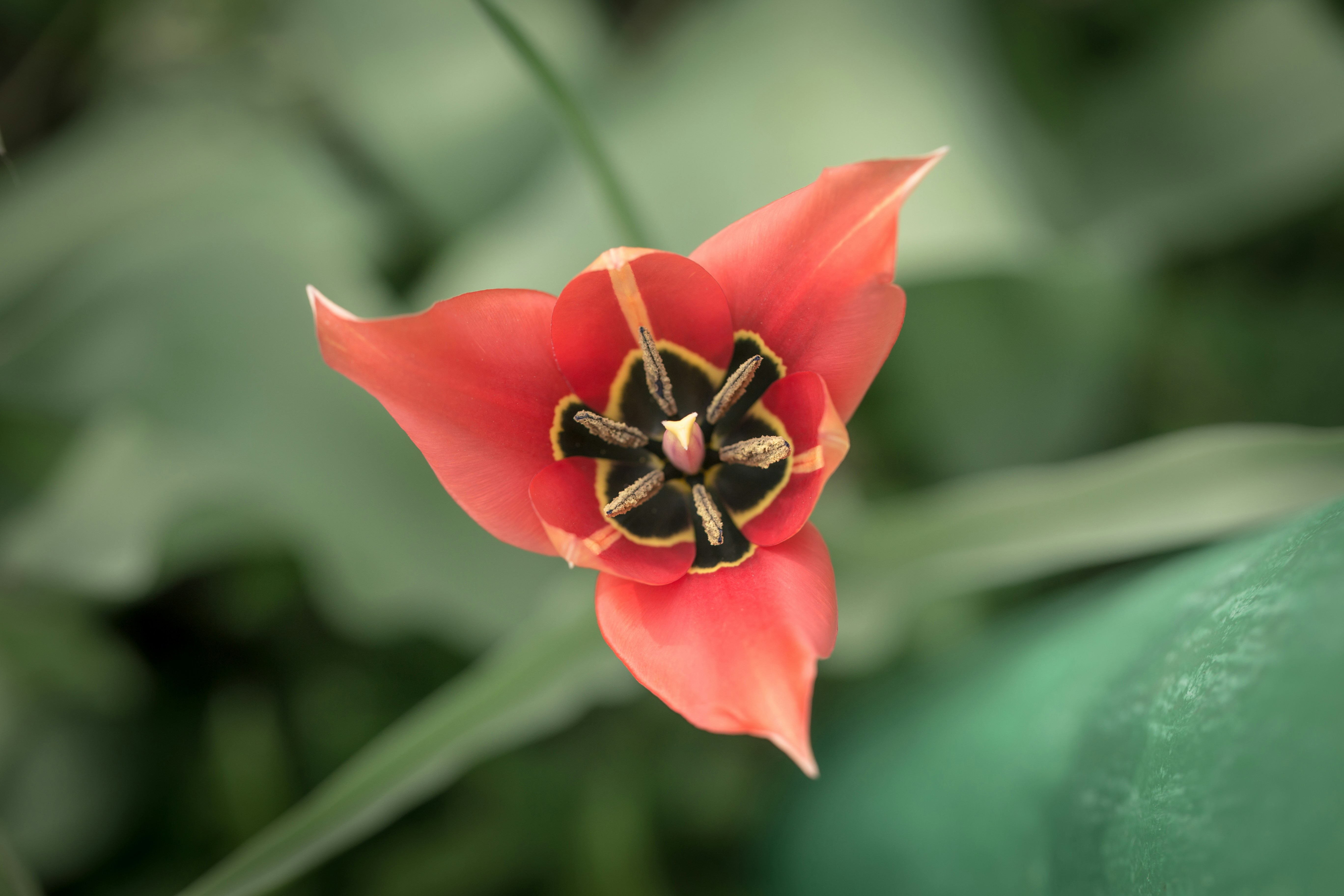 a close up of a flower with a blurry background