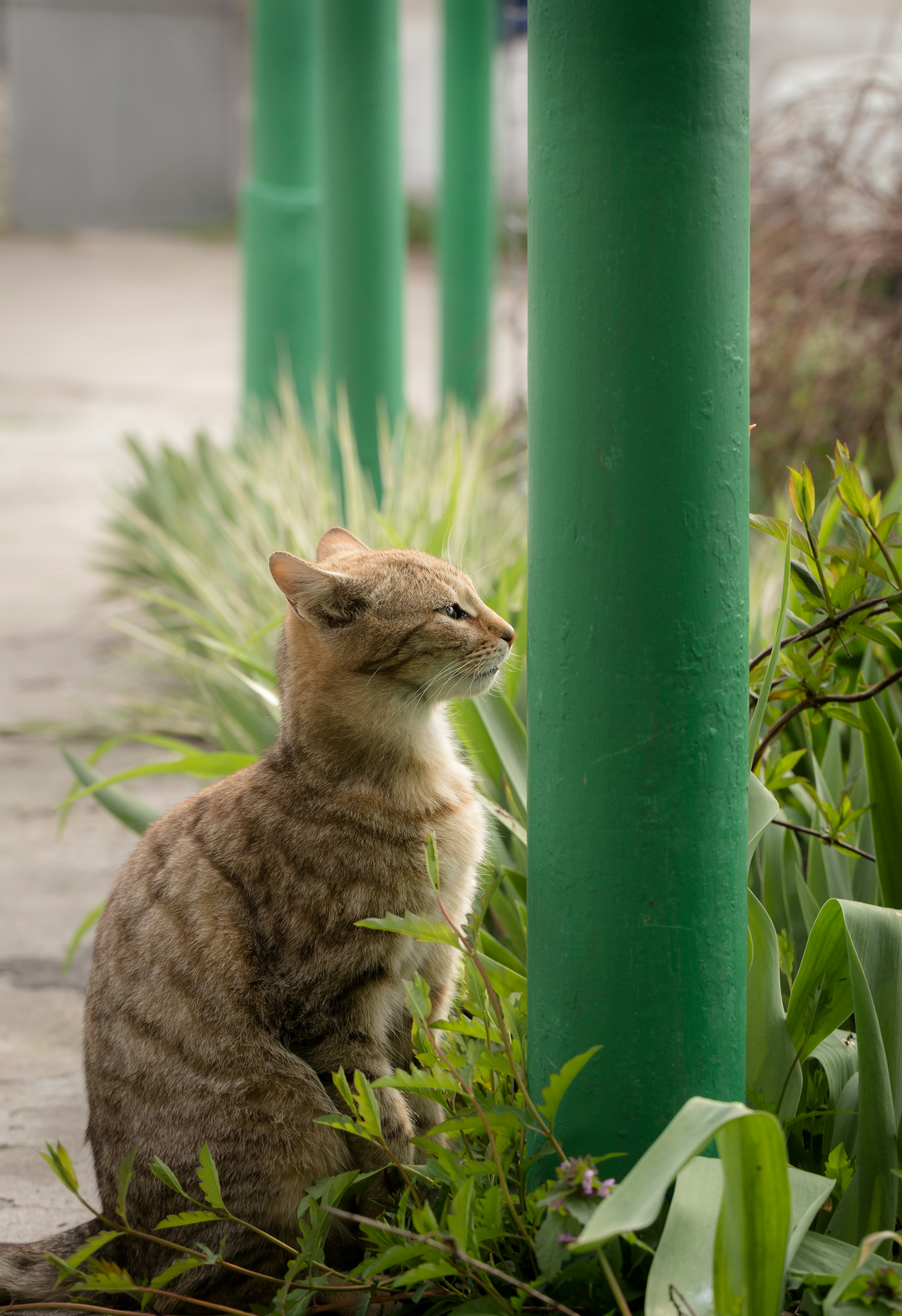 Whiskered Sentinel Between Emerald Columns