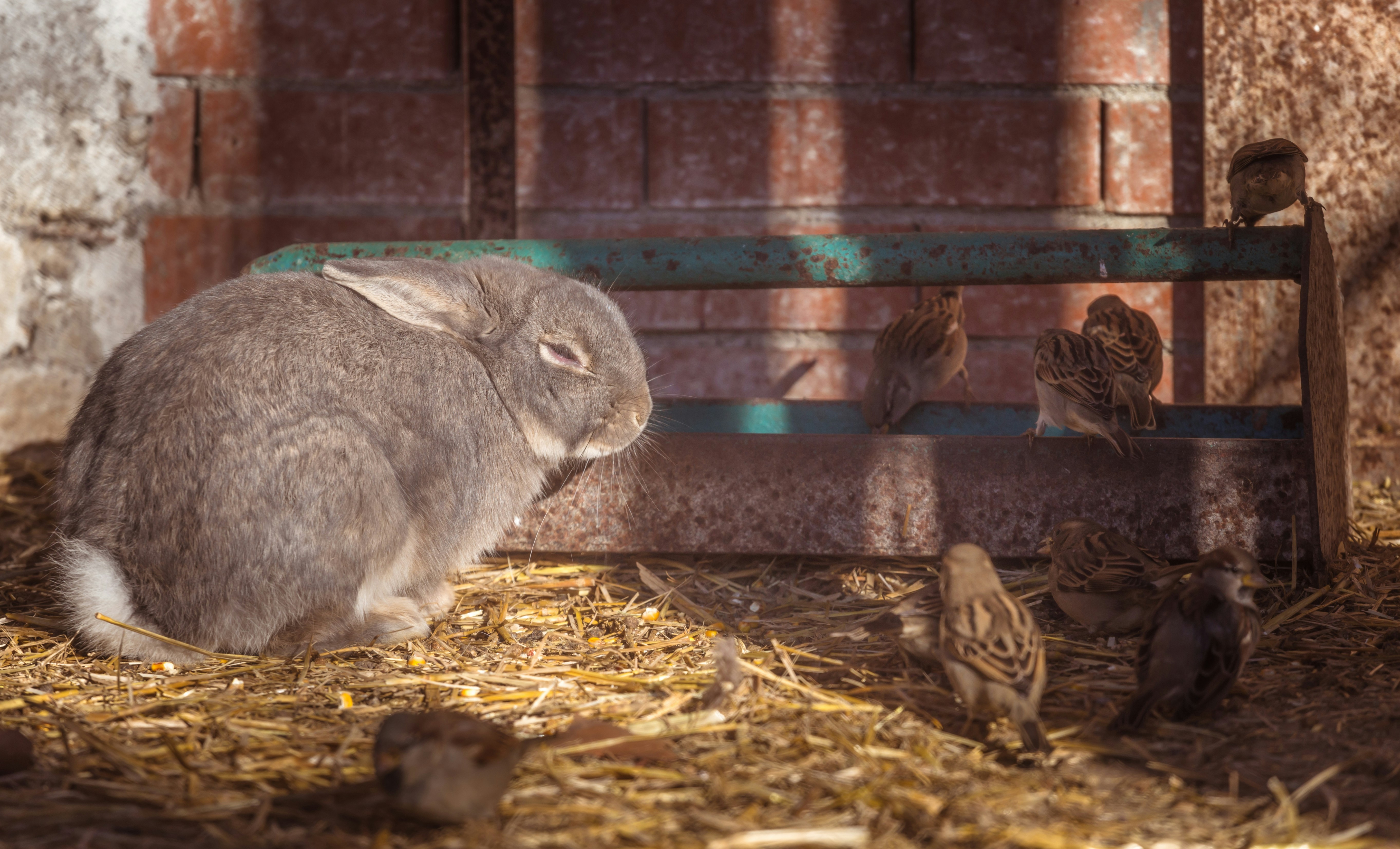 A rabbit sitting in hay next to a bunch of birds photo – Free Animal ...