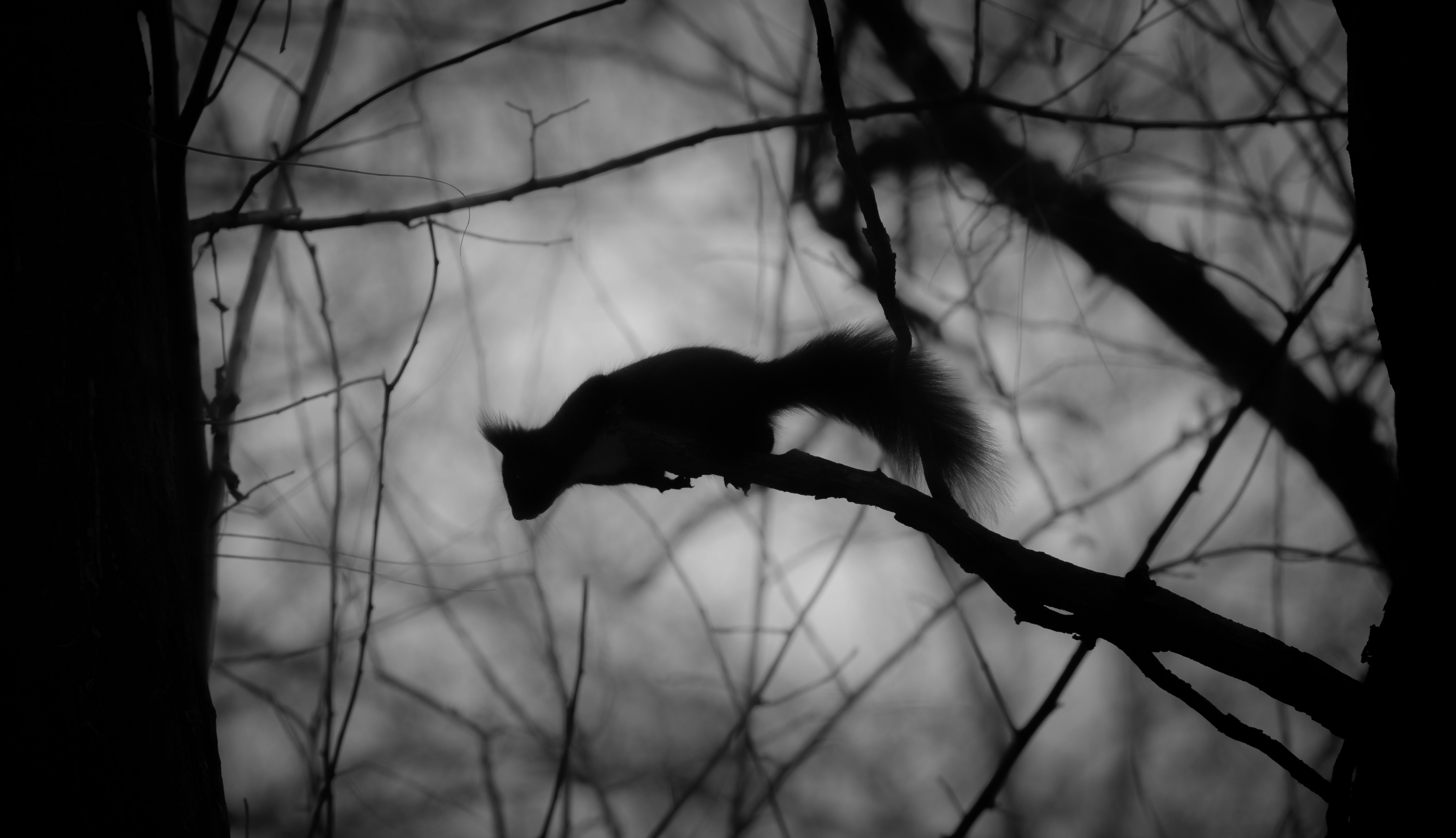 Moonlit Silhouette: Squirrel on a Narrow Branch
