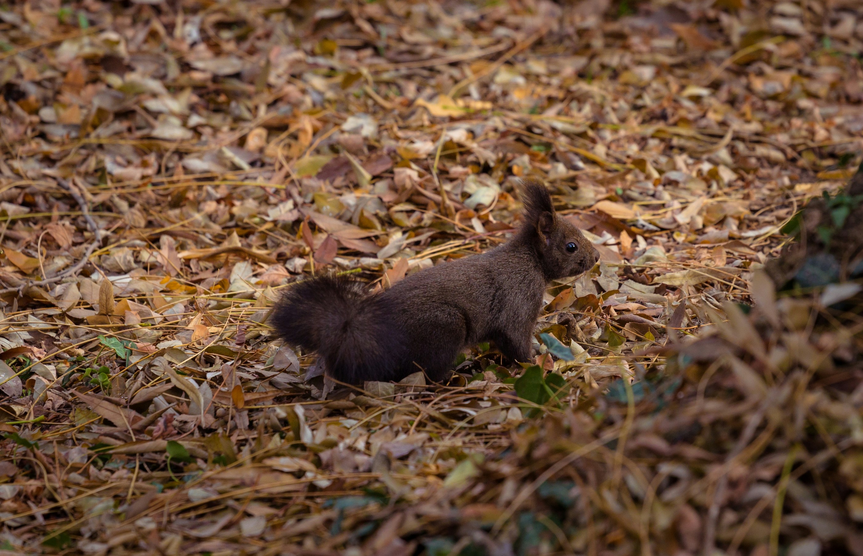 a small squirrel sitting on top of a pile of leaves
