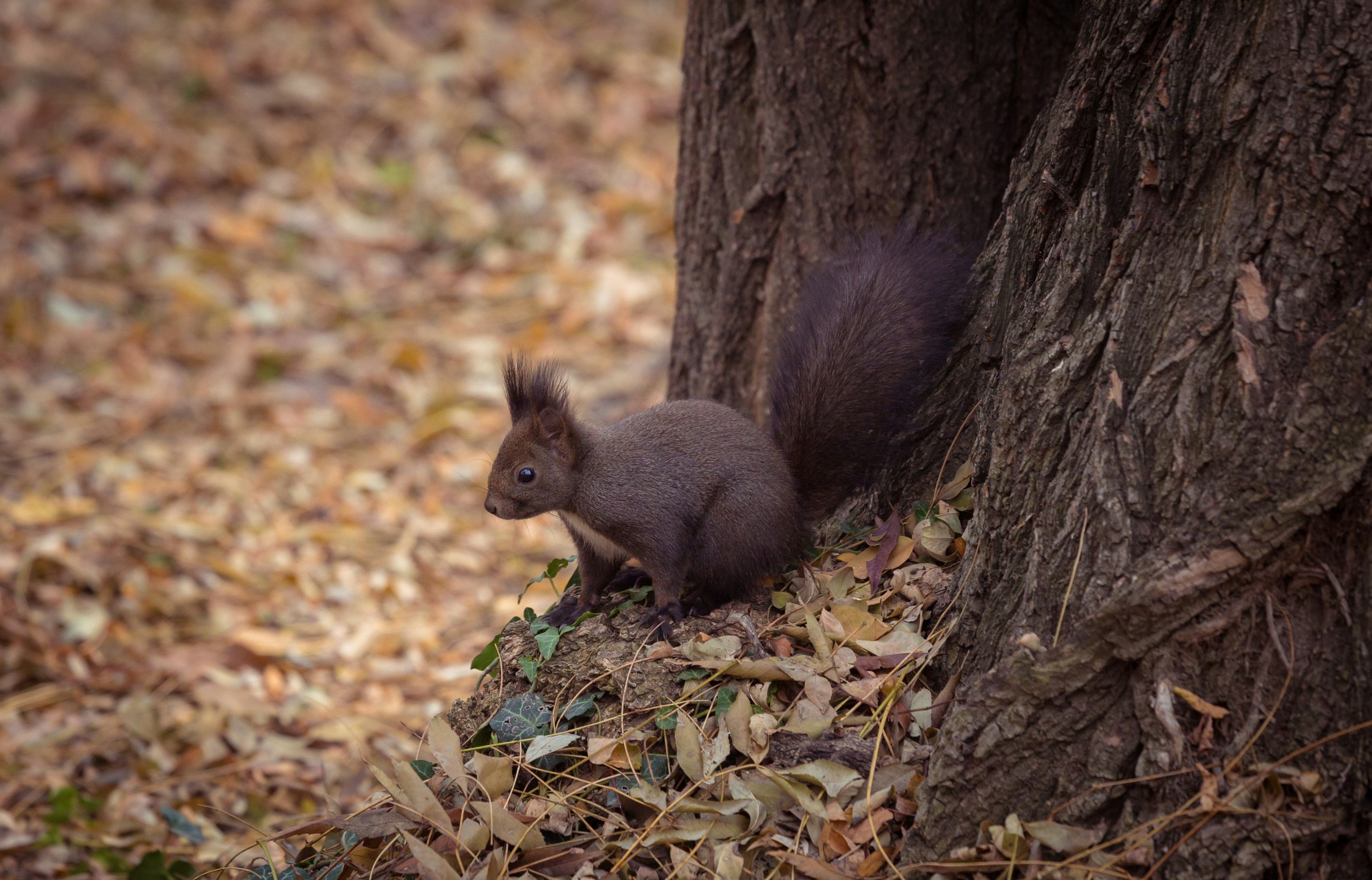Autumn Sentry at the Tree's Edge