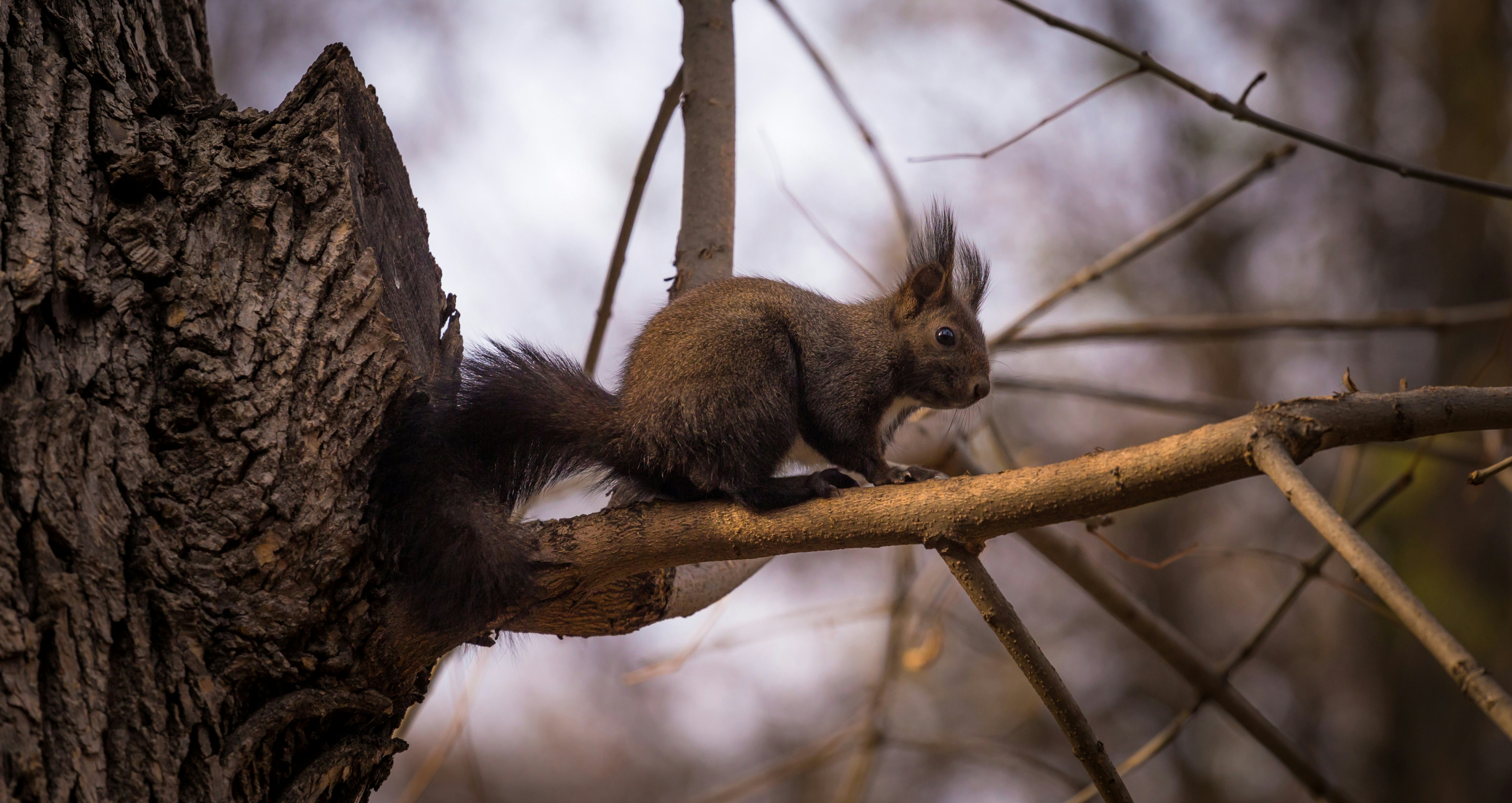 Branch Scout: Squirrel Pauses on a Weathered Limb in Quiet Forest Light