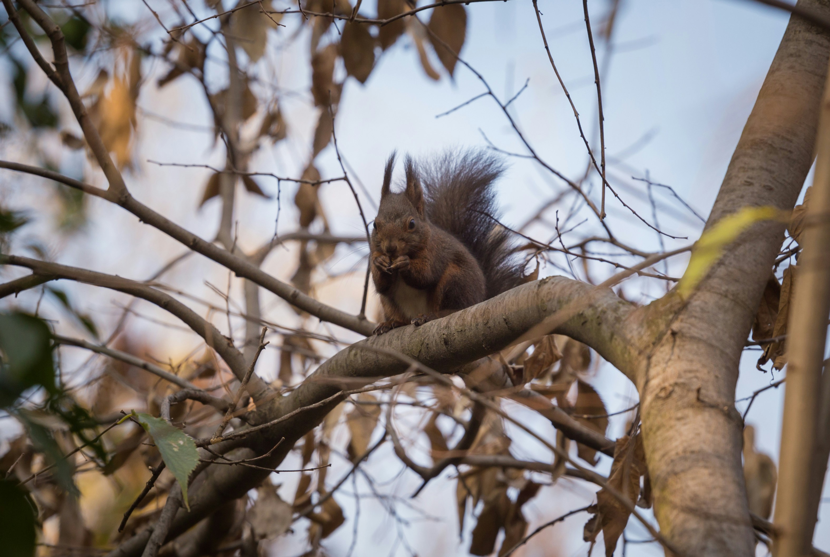 Red Squirrel on a Quiet Branch Amid Autumn Light
