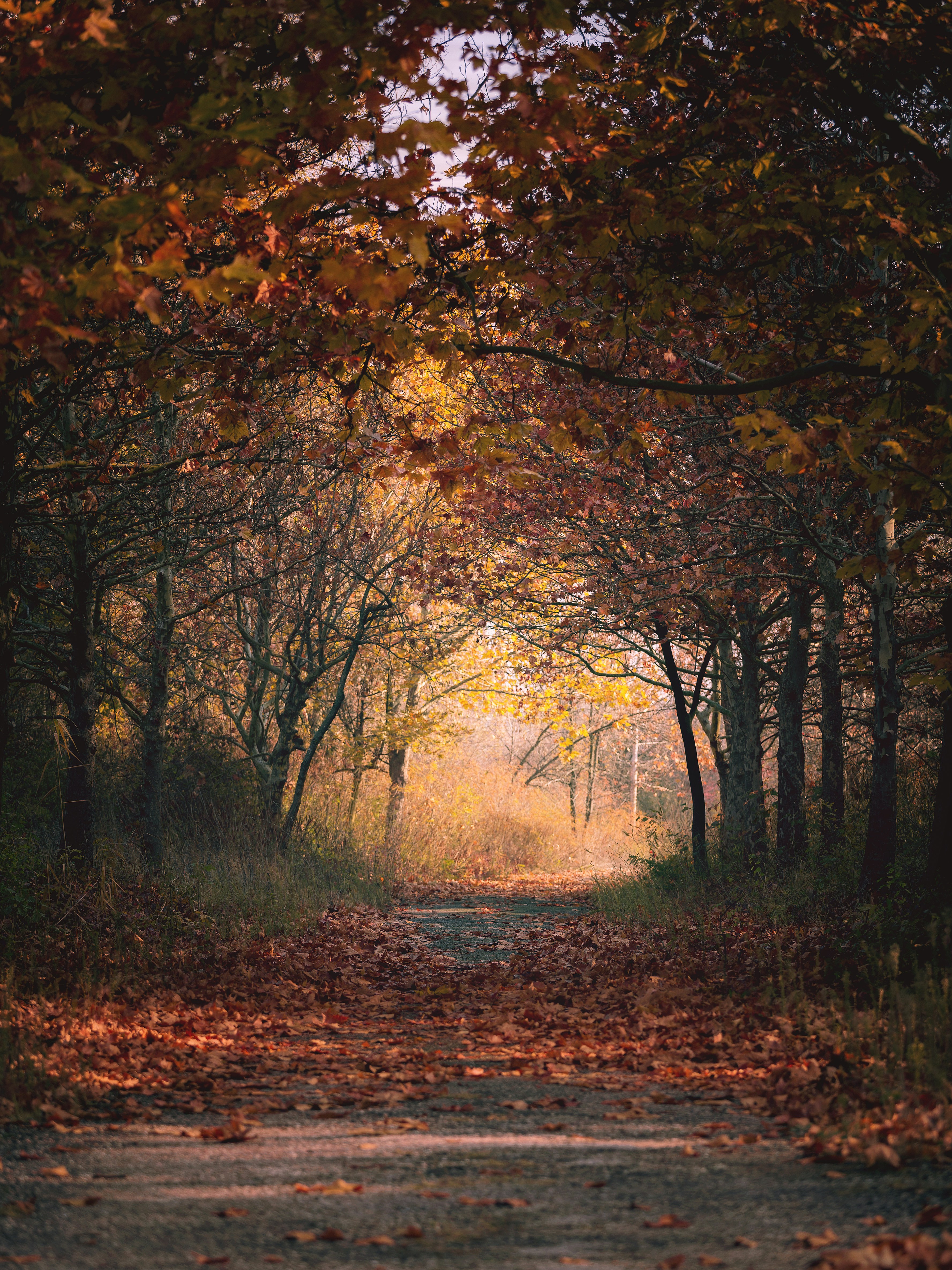 A dirt road surrounded by trees and leaves photo – Free Path Image on ...