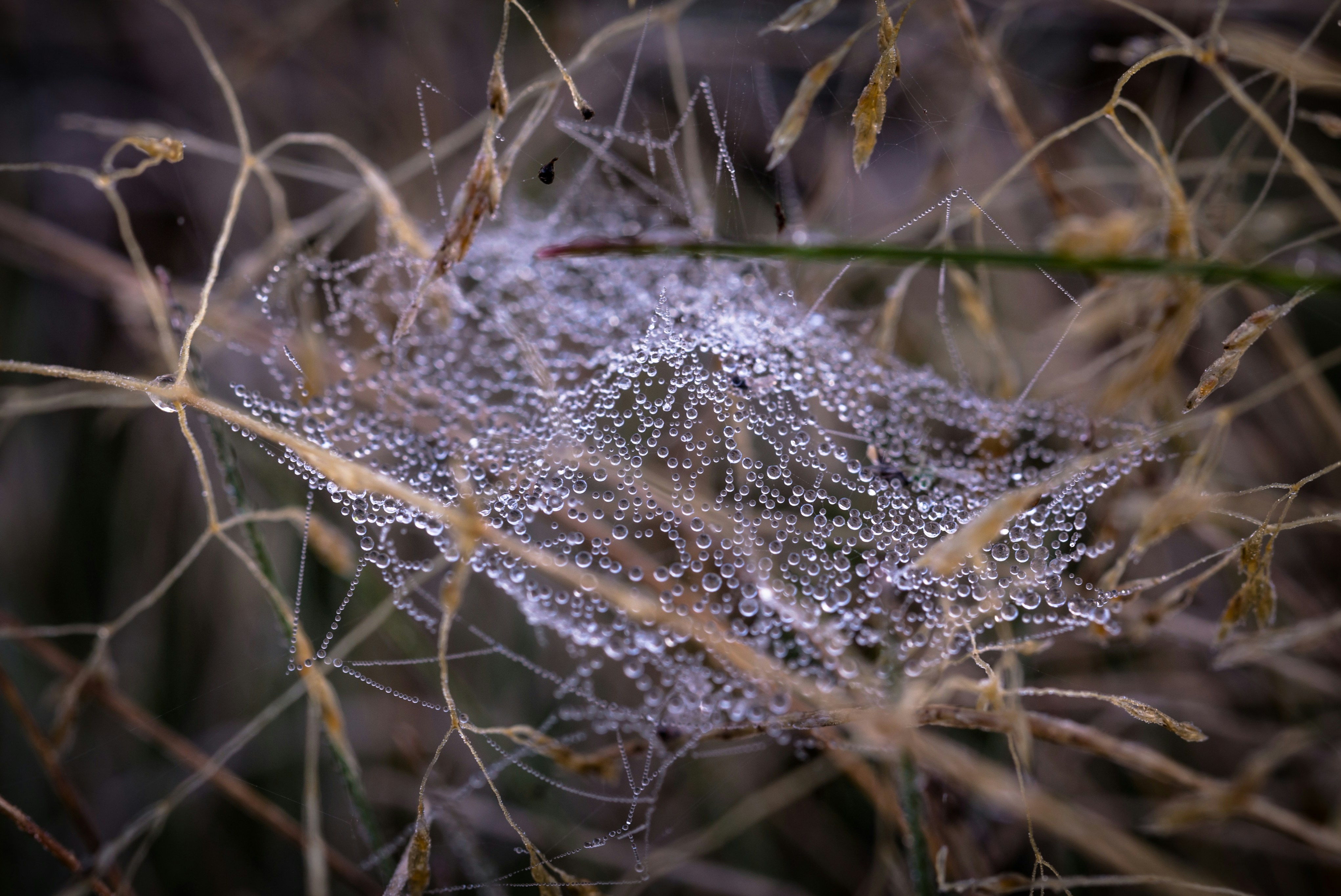 Delicate spider web adorned with dew drops, nestled among dry grass strands. The intricate details highlight the beauty of natural textures.