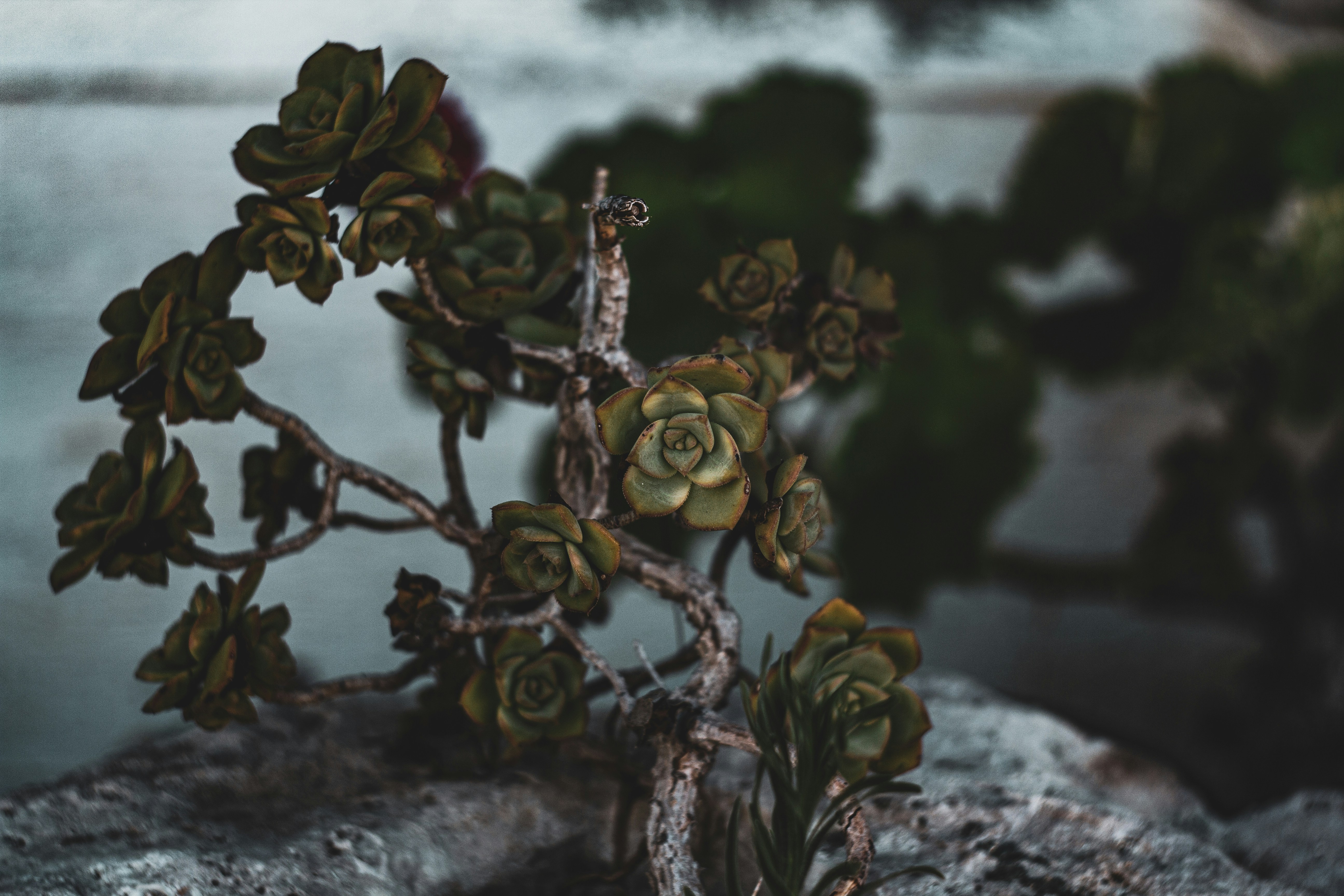 Sunlit Succulent Promise on Weathered Stone