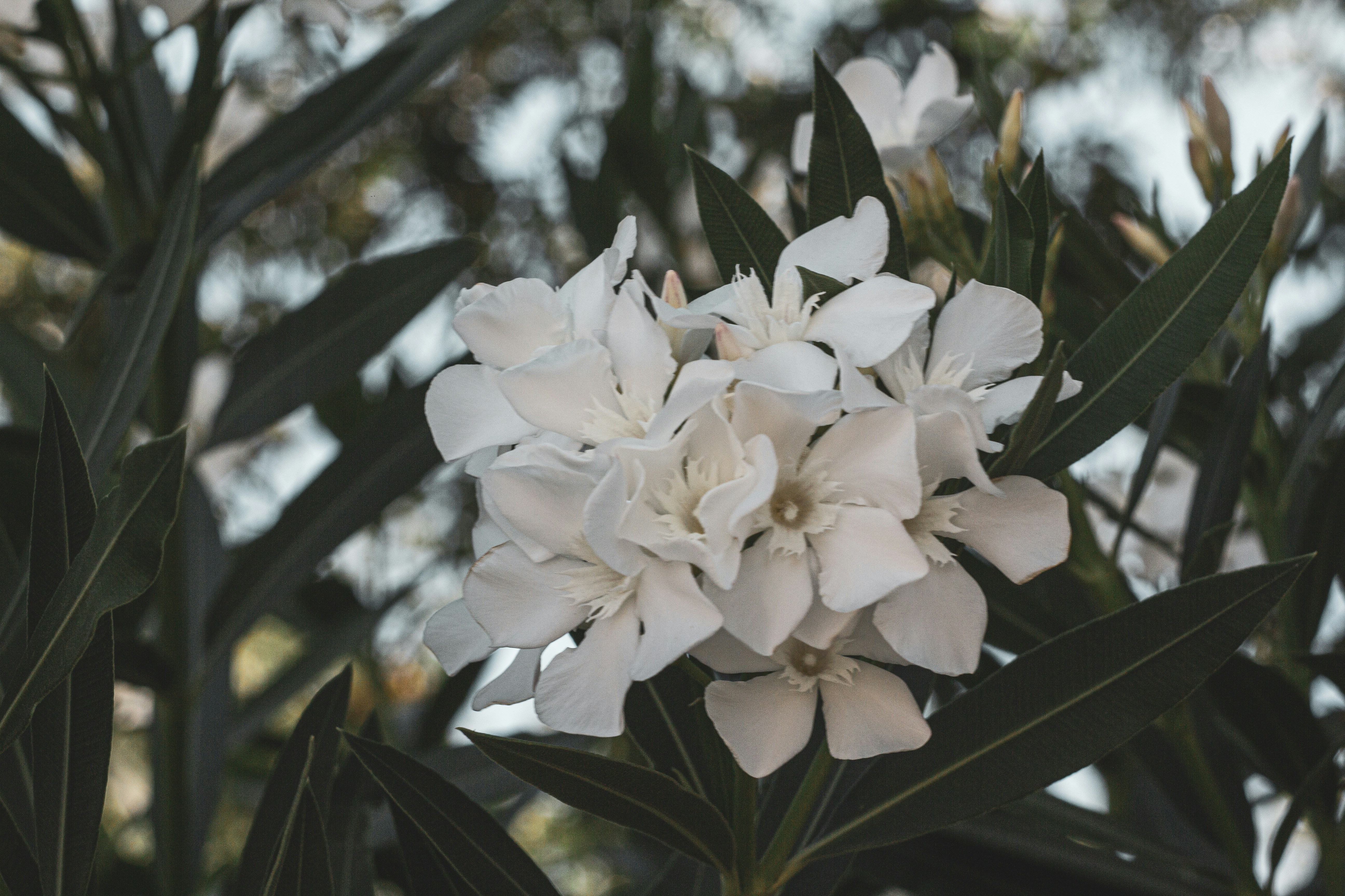 a close up of a white flower on a tree