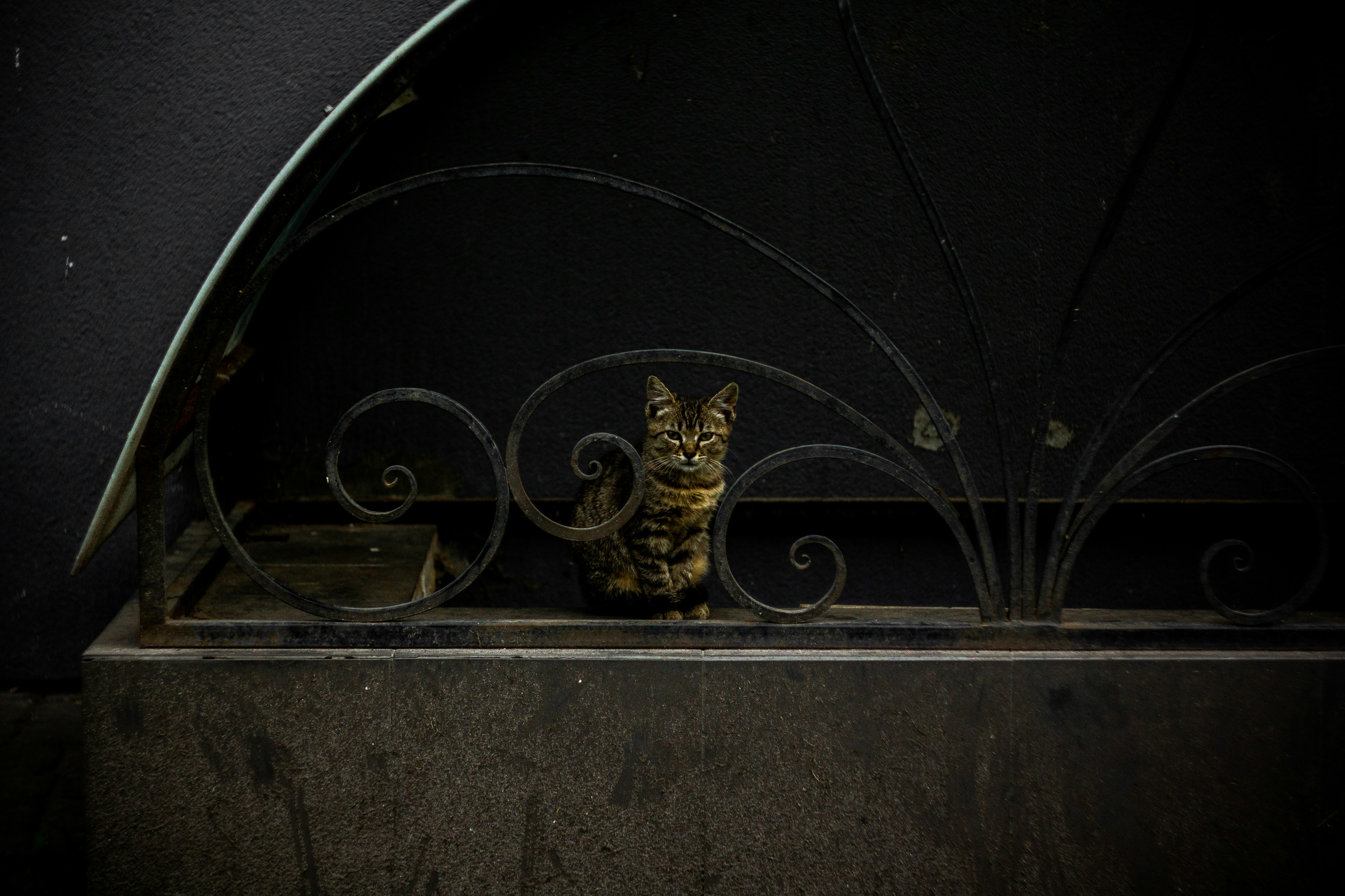 a cat sitting on top of a metal fence