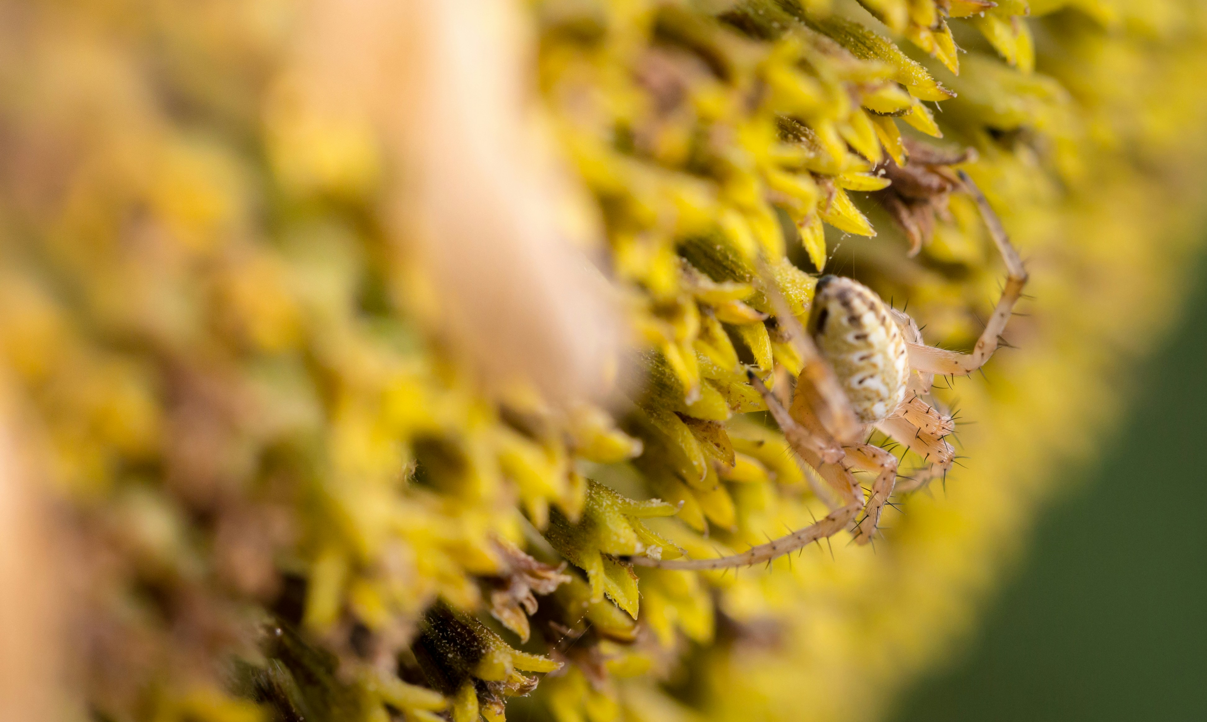 Crab Spider on a Sunflower Crown: a micro-world moment in shallow focus