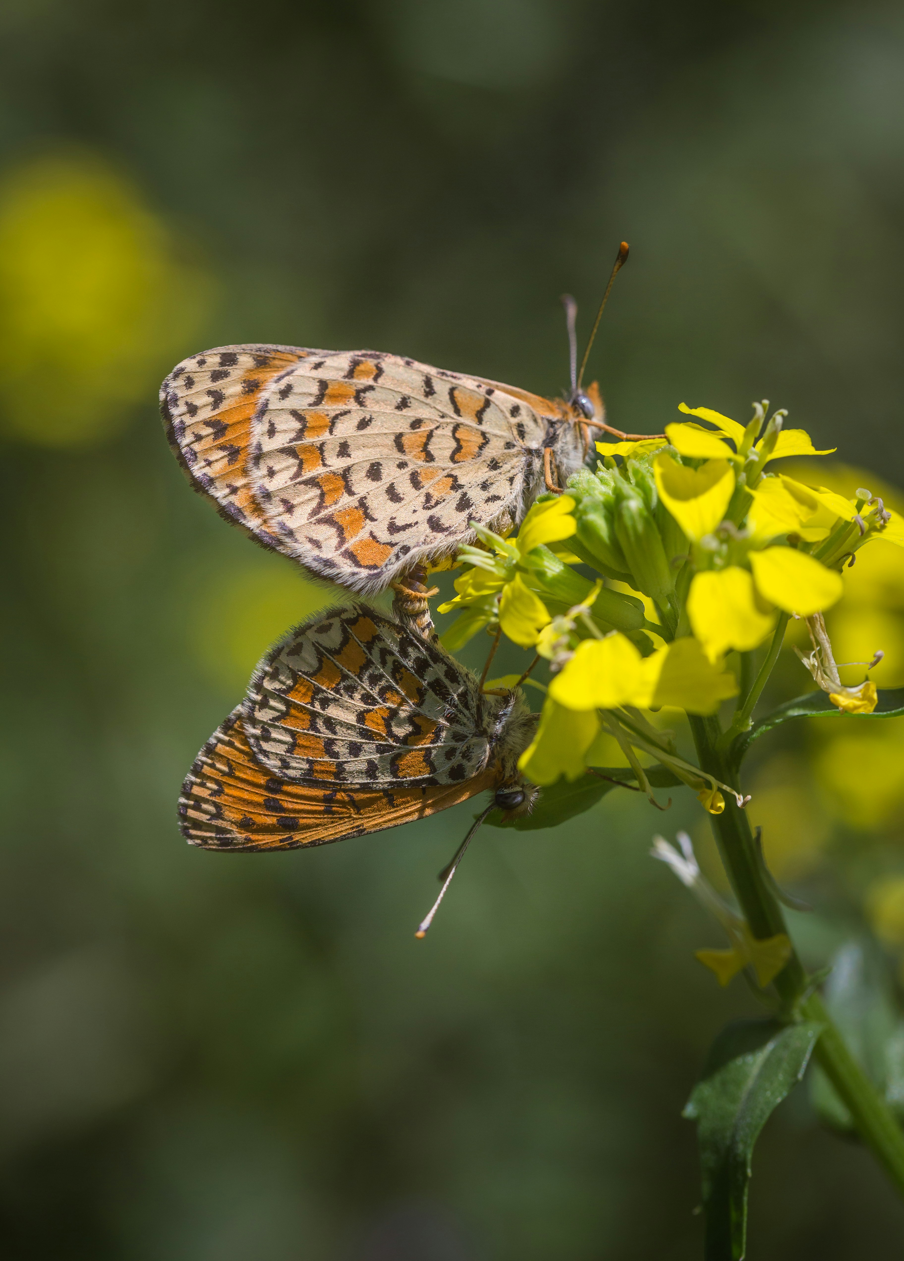 Two butterflies sitting on top of a yellow flower photo – Free ...