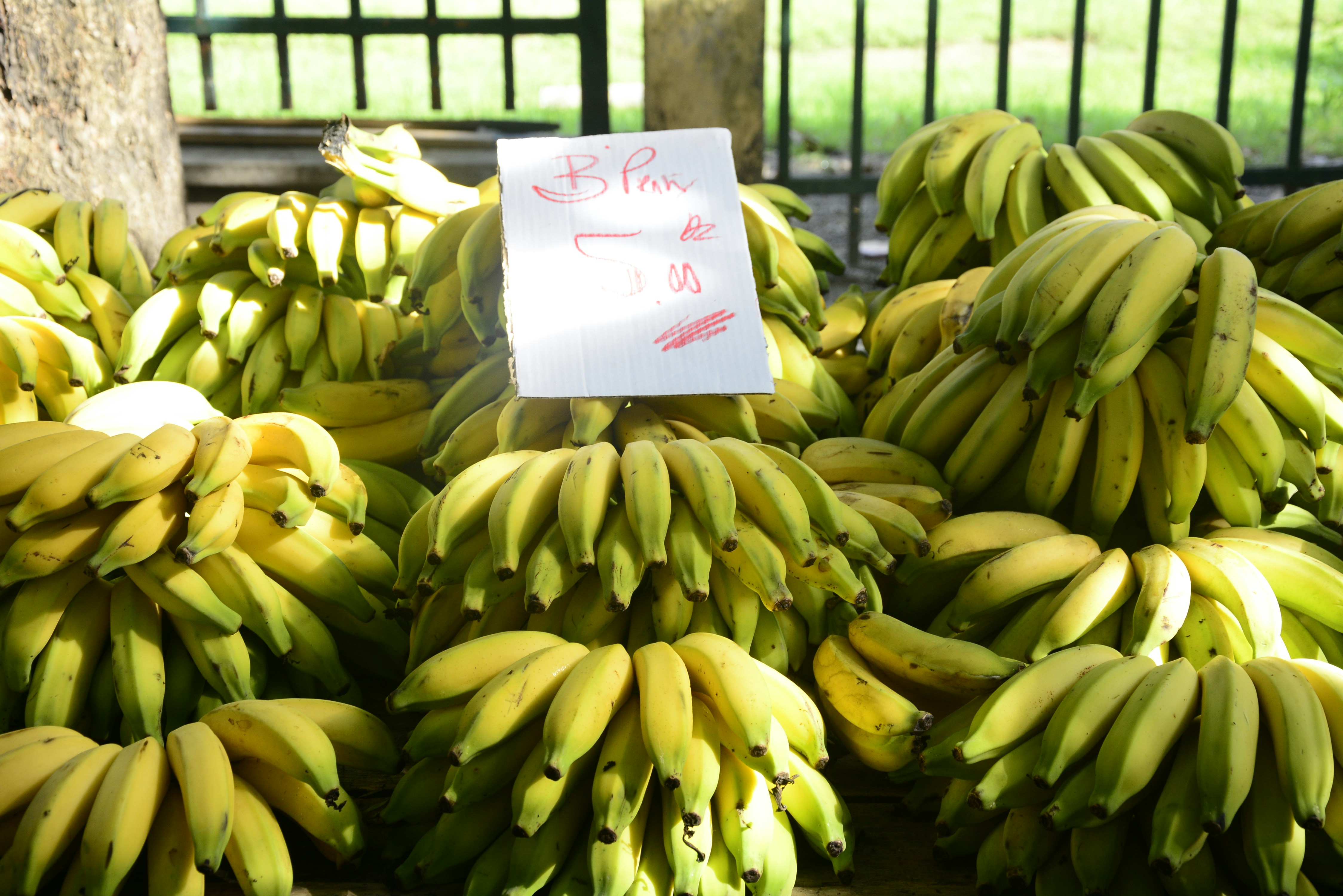 Banana Bales Under Market Light