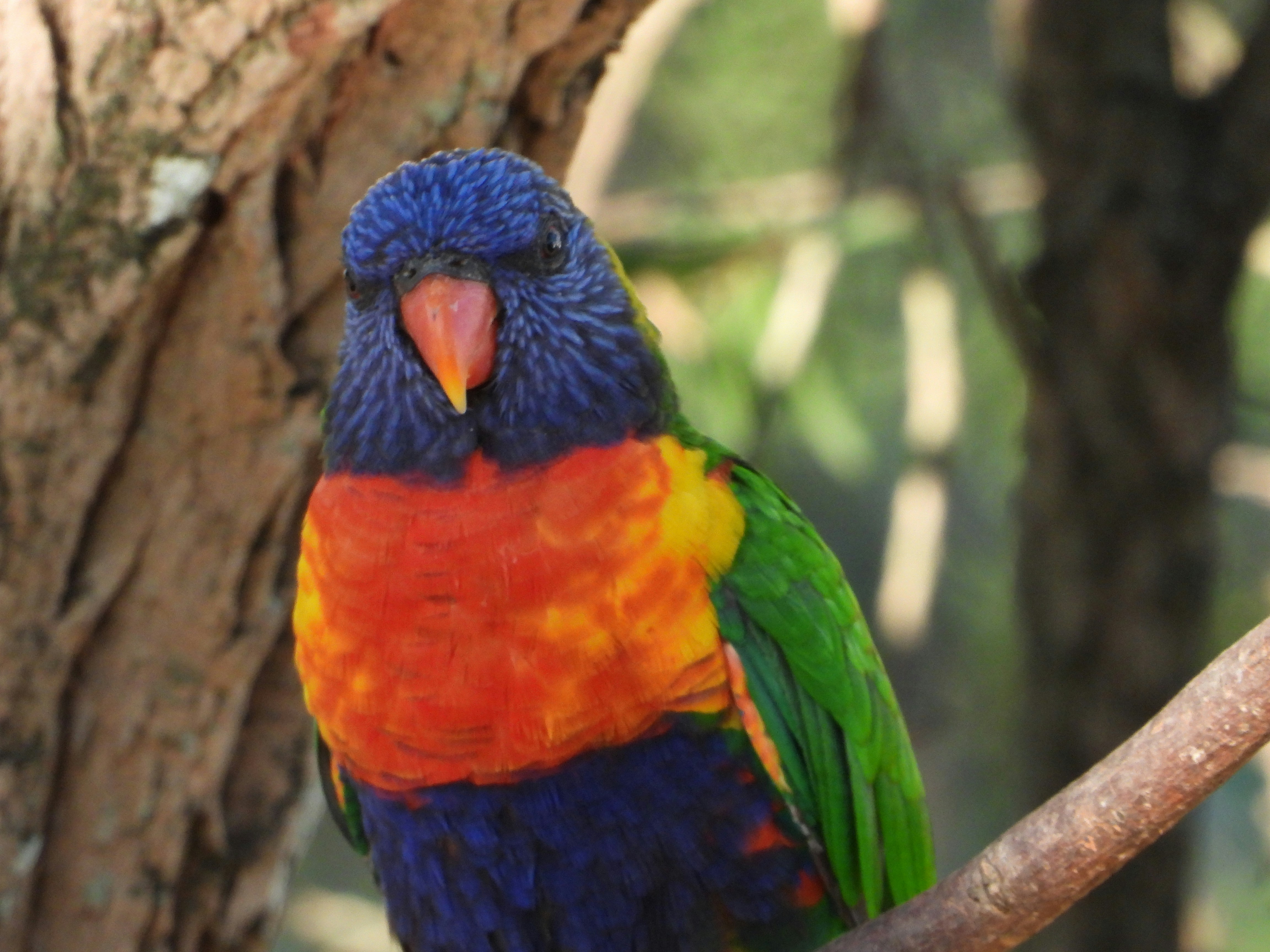 Vibrantly colored rainbow lorikeet perched on a branch, showcasing its striking plumage against a natural backdrop.